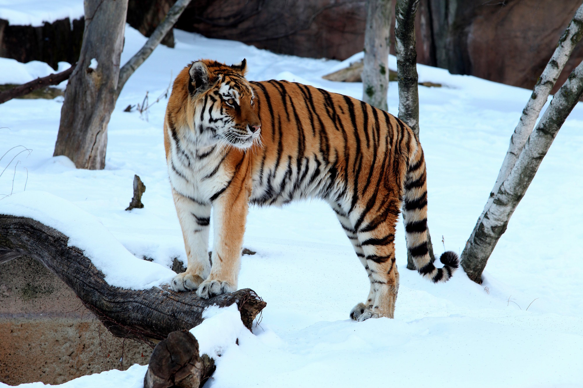 Outdoor animals are in for a tough time with cold Chicago weather