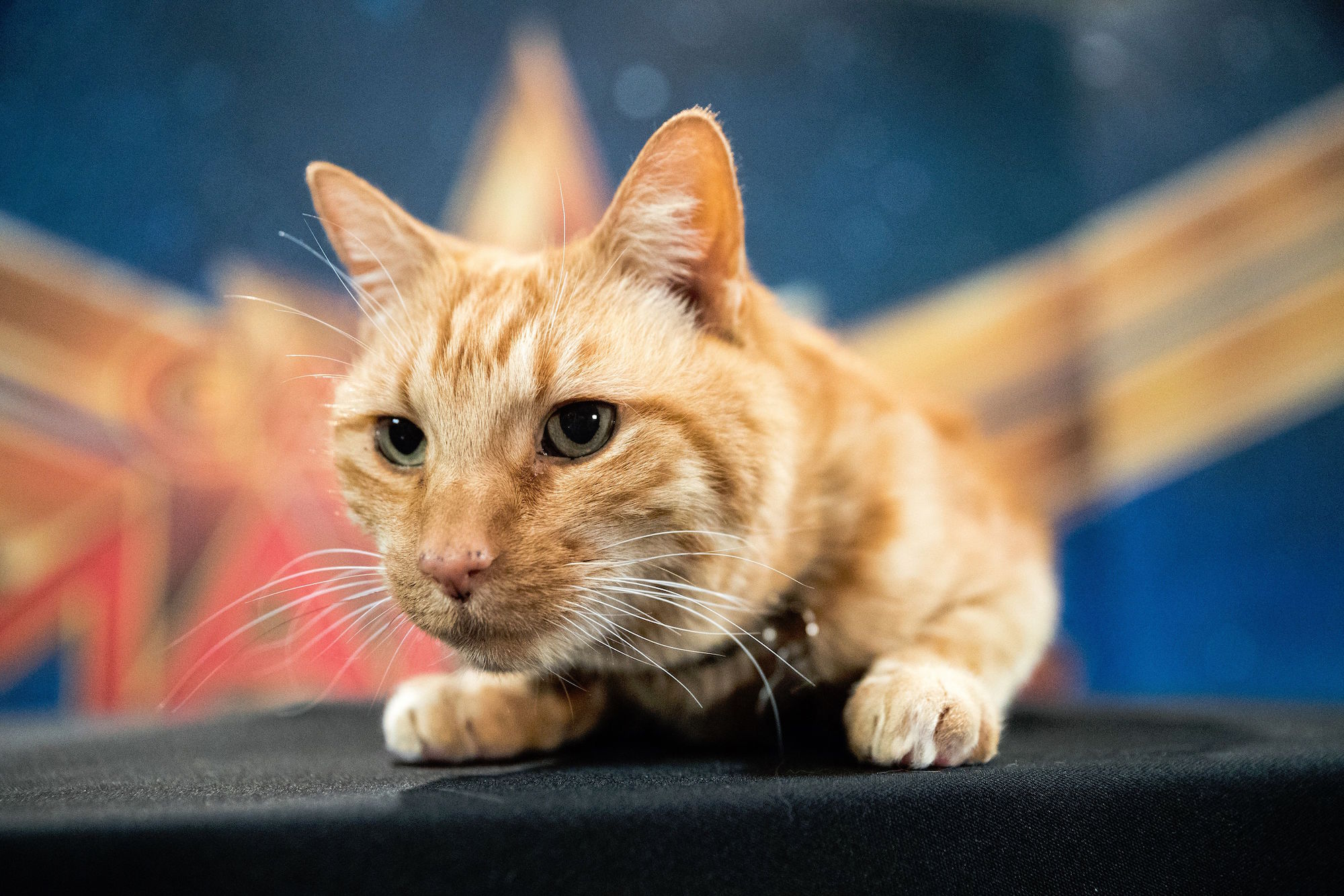 Who's Goose? "Captain Marvel" fans marvel at cat