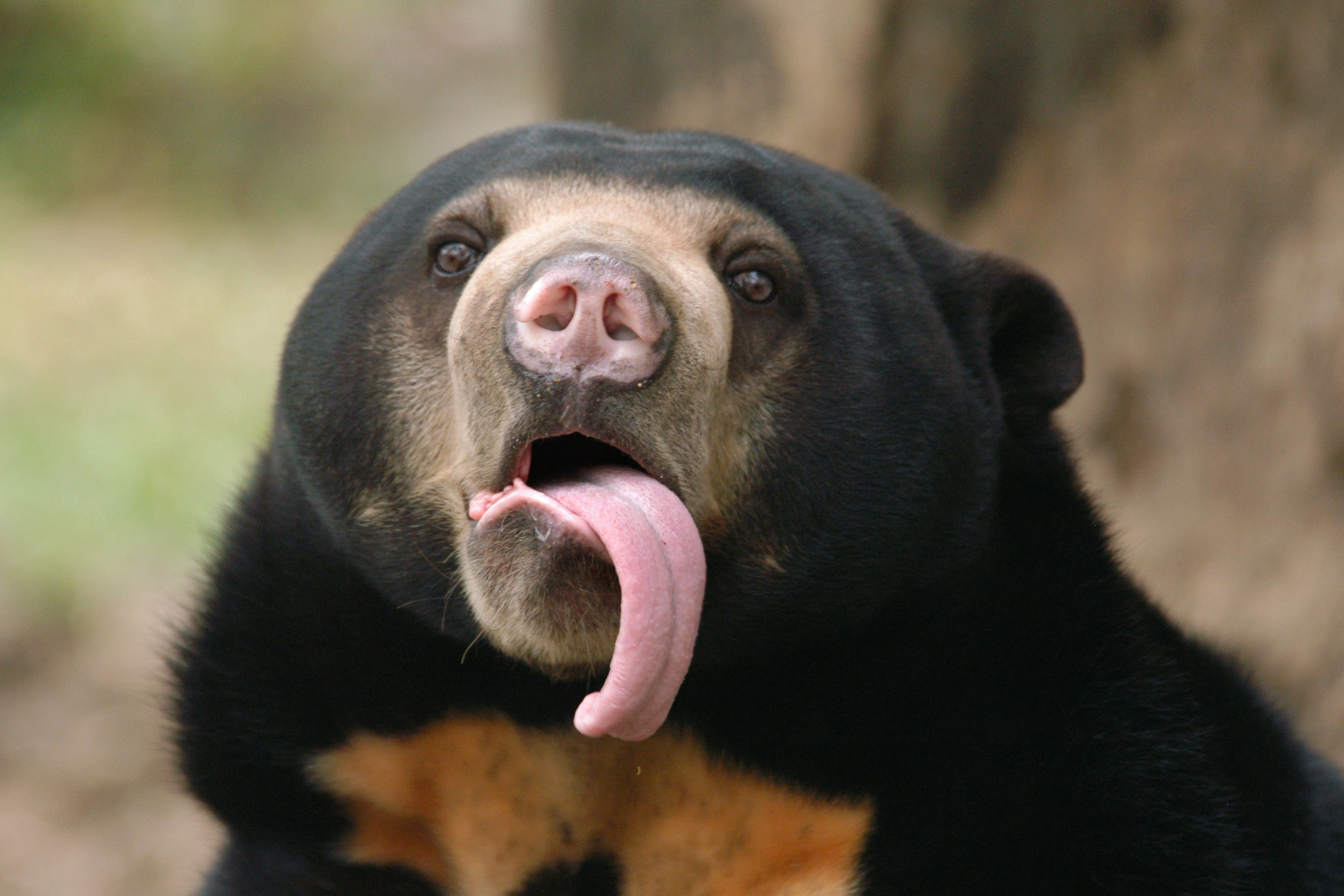 Sun bears mimic each other’s facial expressions to communicate