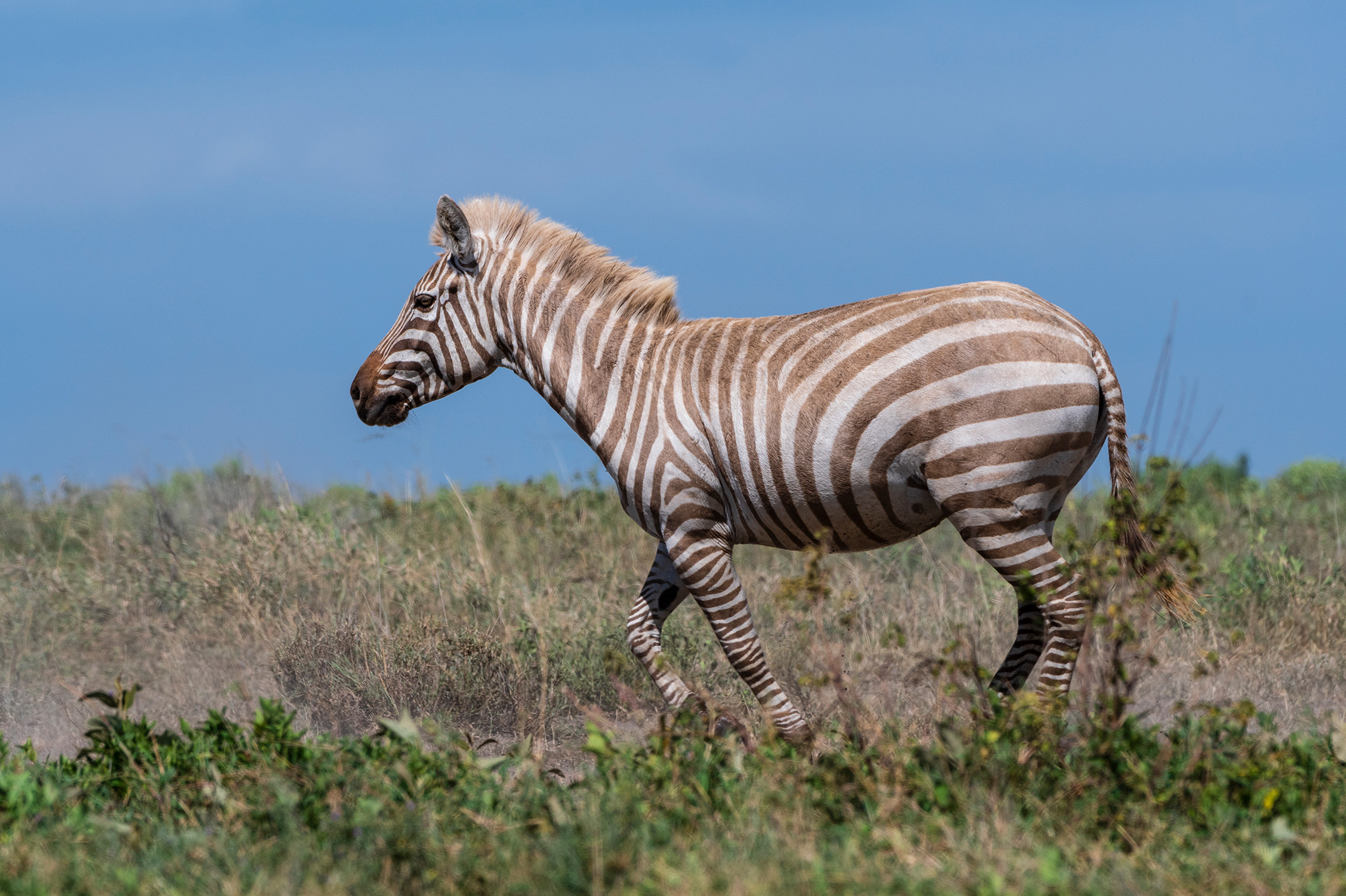 Caught on Camera: An extremely rare albino zebra is photographed in Africa