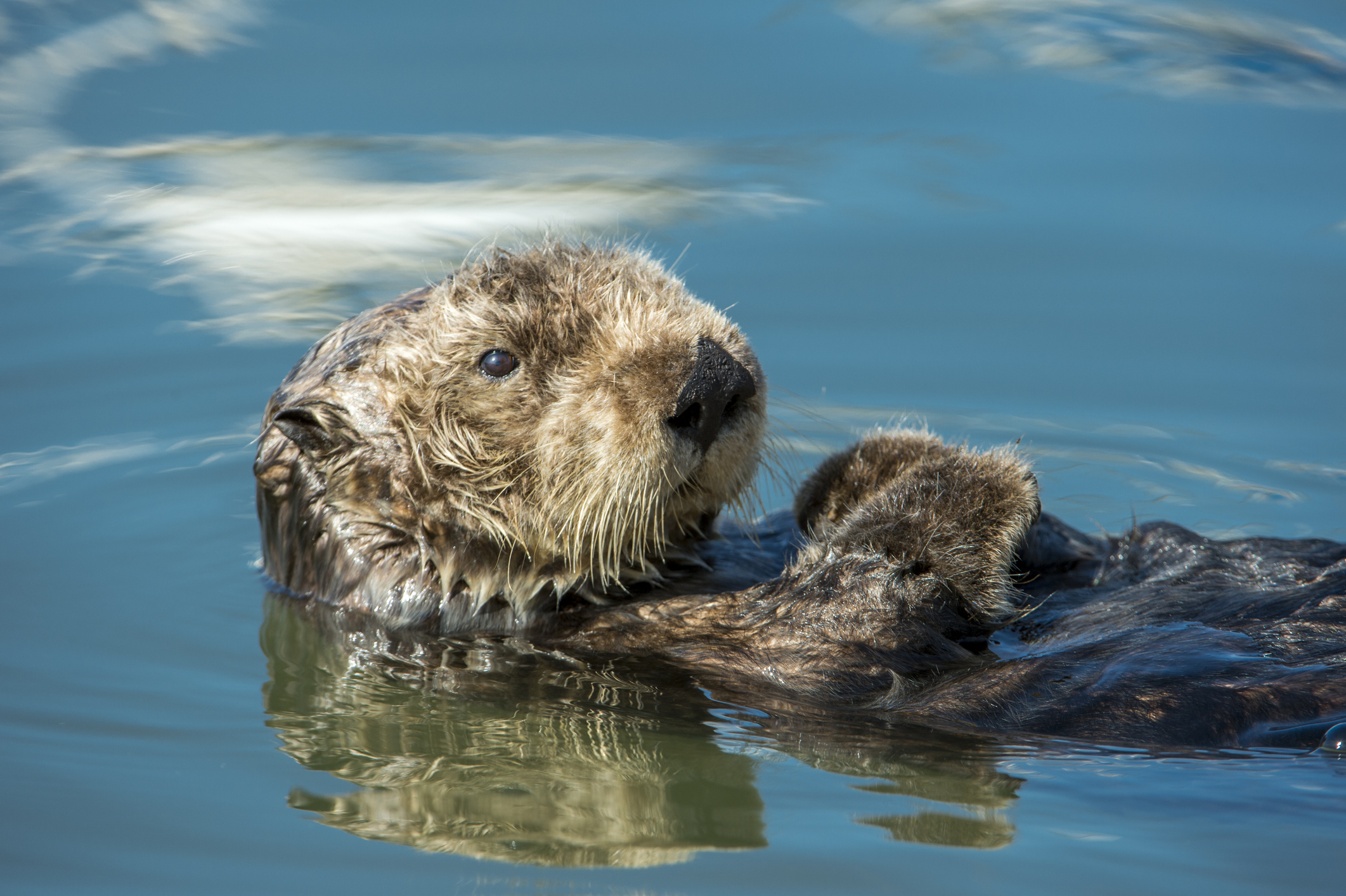 Scientists study stones and shells to learn more about sea otter habits