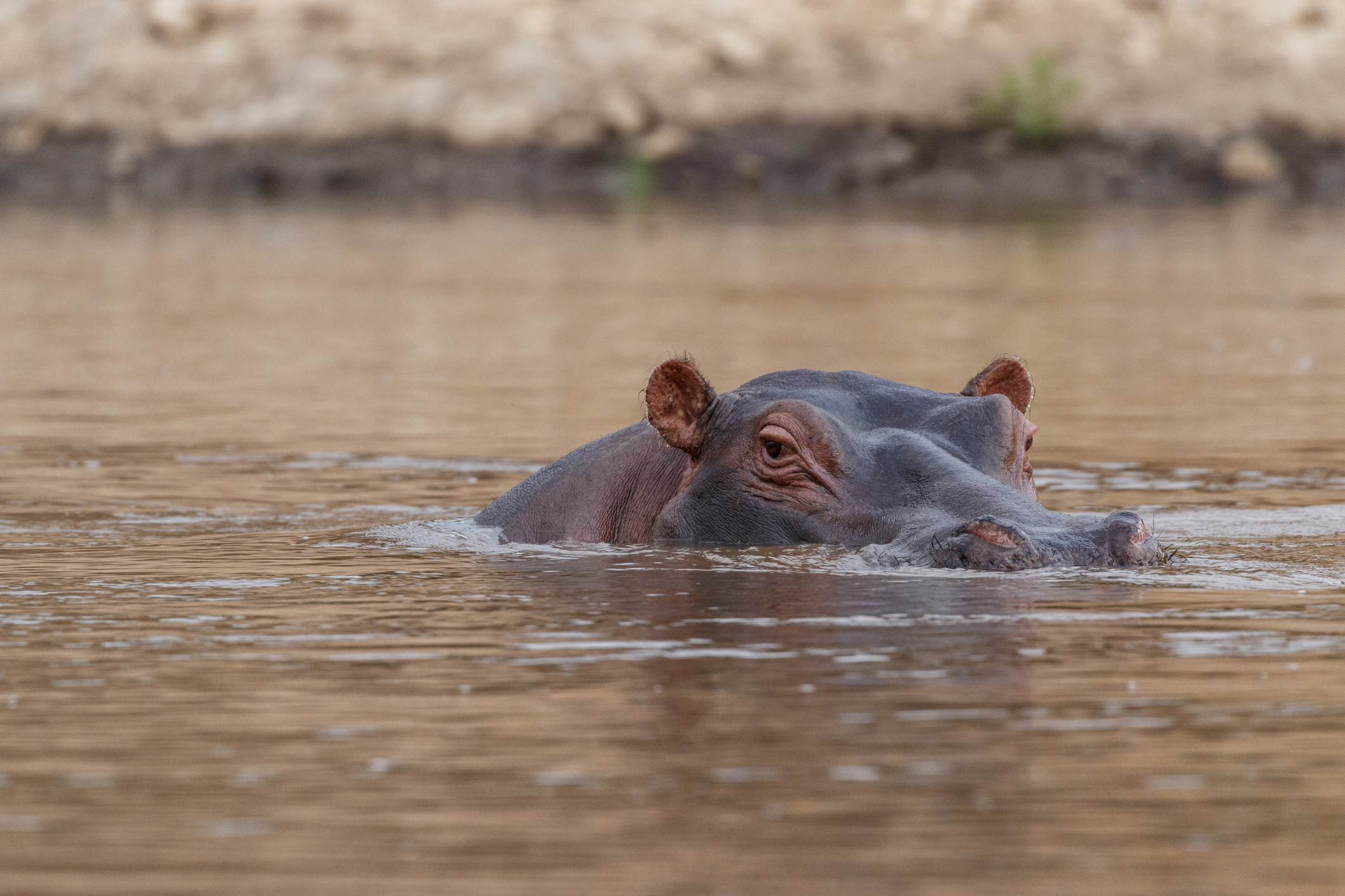 East Africa's ecosystem depends on hippo poop to support river diversity