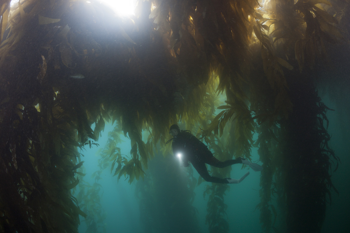 What is a kelp forest?