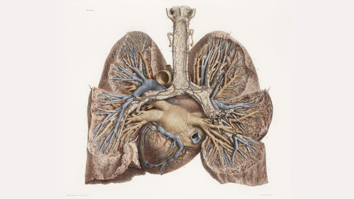 Why do you have two lungs but only one heart?