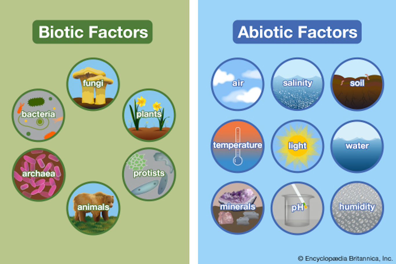 Biotic And Abiotic Factors Biotic And Abiotic Factors
