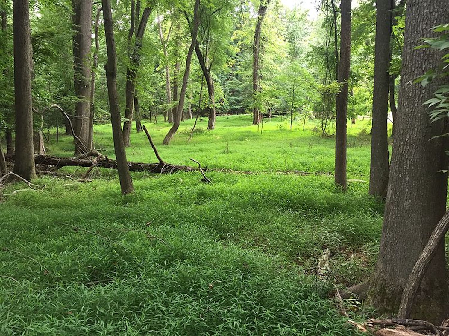 Scientists learn invasive plants have long-term effects