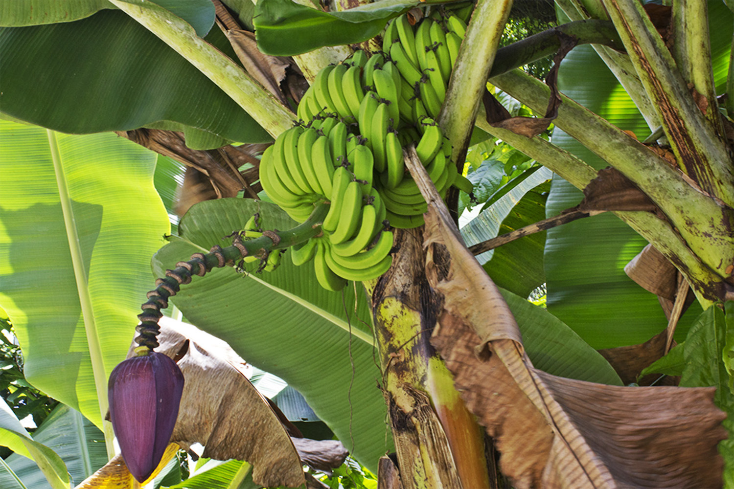 Experts say bananas are not disappearing