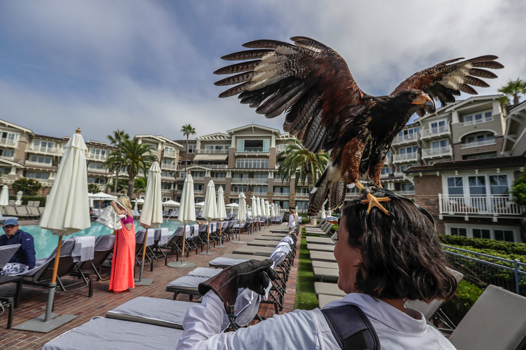 Using "winged security" to keep away pigeons and other flying pests