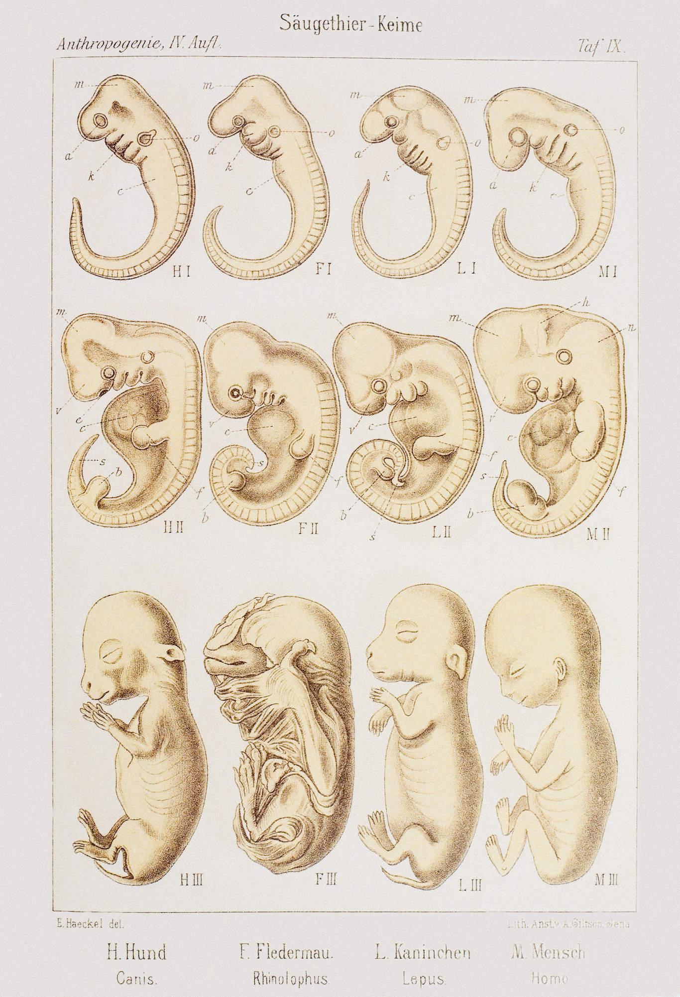 Ernst Haeckel's artwork of embryonic development