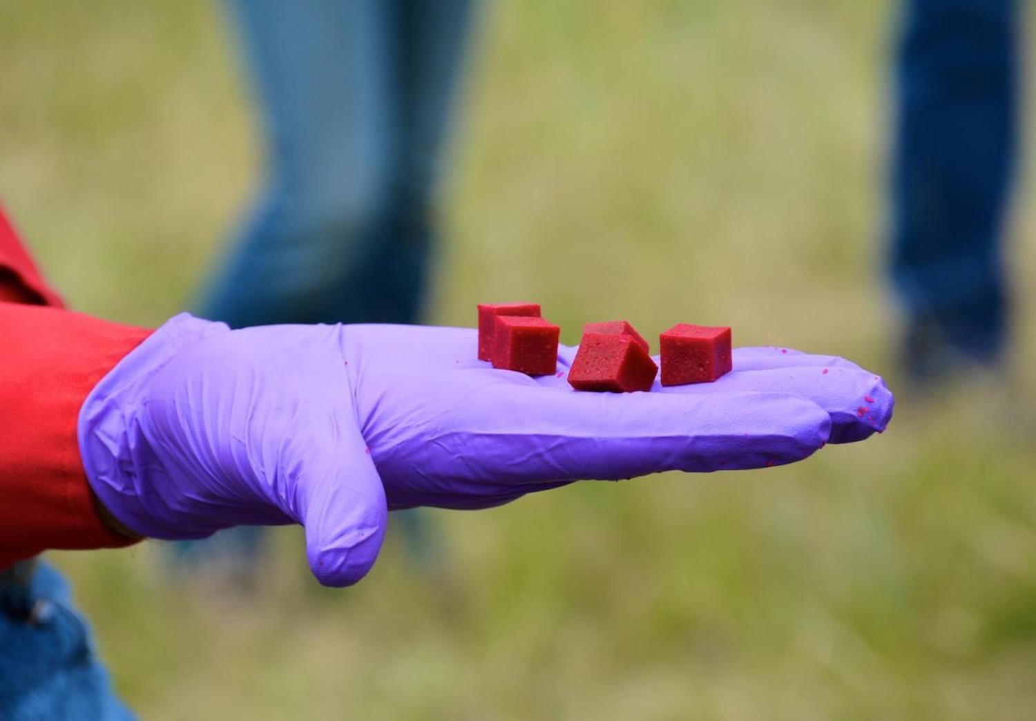 Plague-infected prairie dogs cause parks to close near Denver