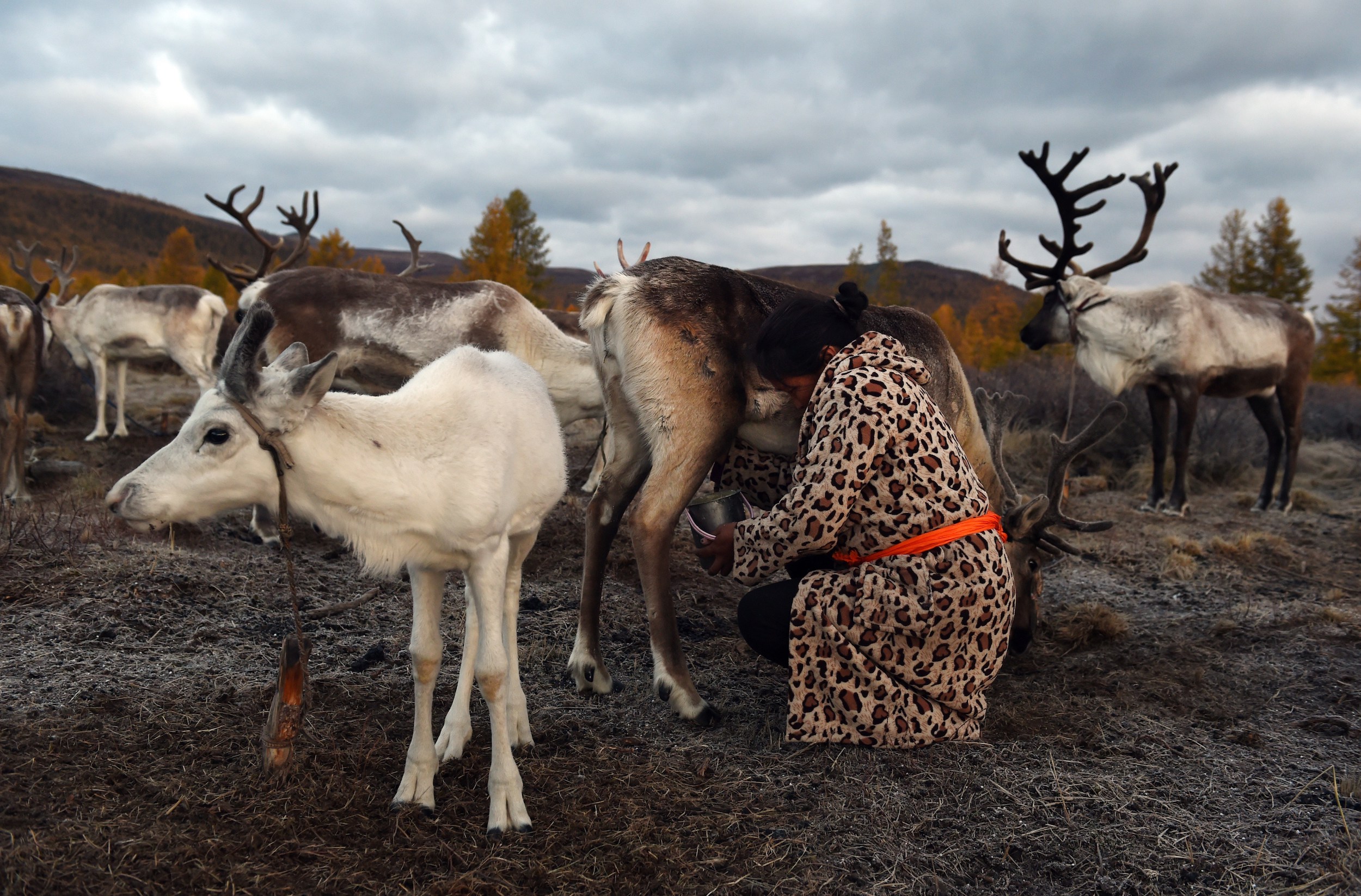 In Mongolia, reindeer milk serves as the key ingredient in making bread