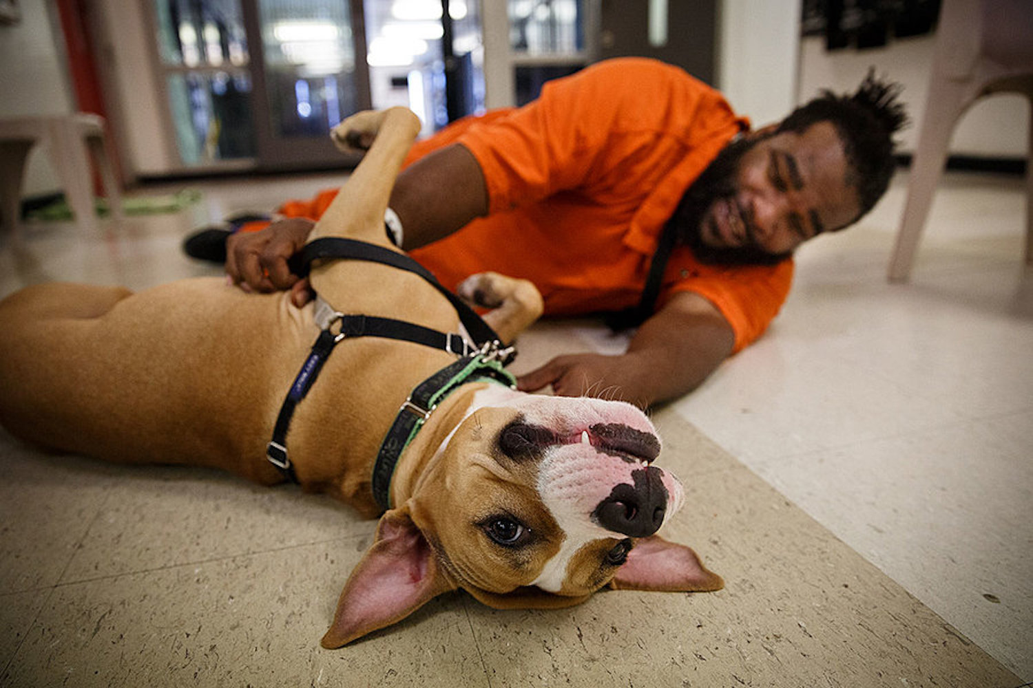 Prison dog program gives inmates direction, guidance and furry friends