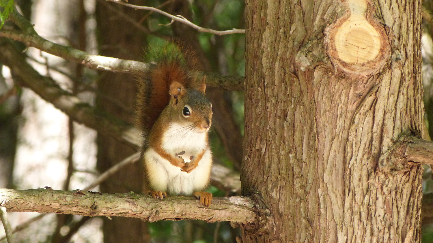 Love maple syrup? So do red squirrels