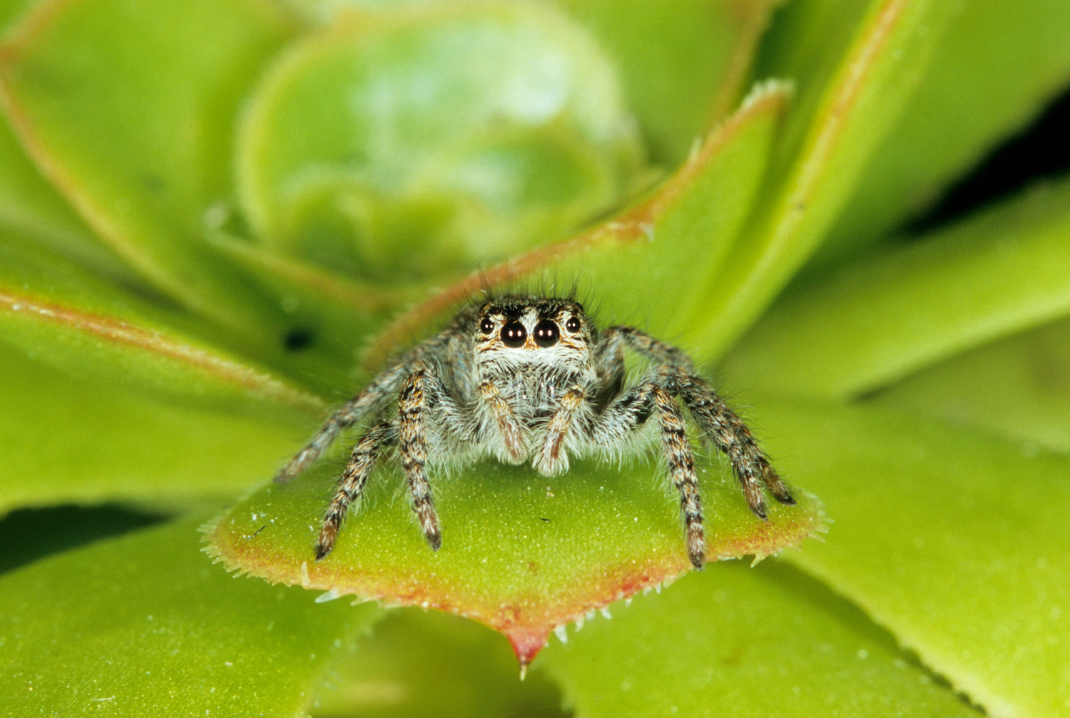 Scientists work on the mystery of how spiders fly