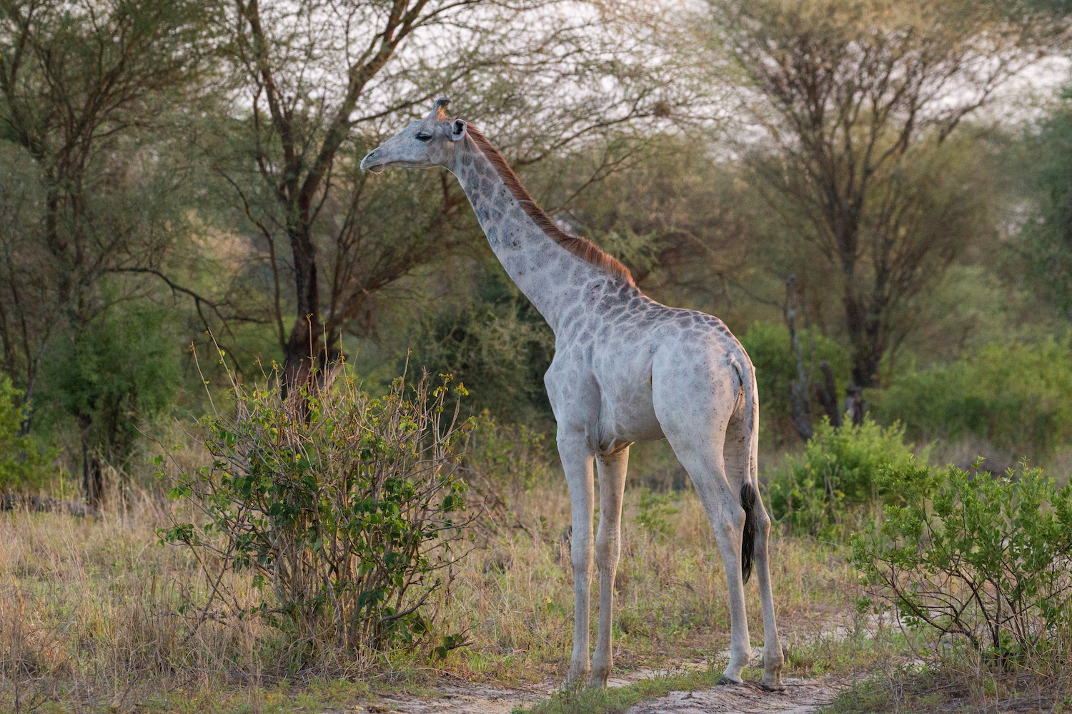 Why these giraffes are white