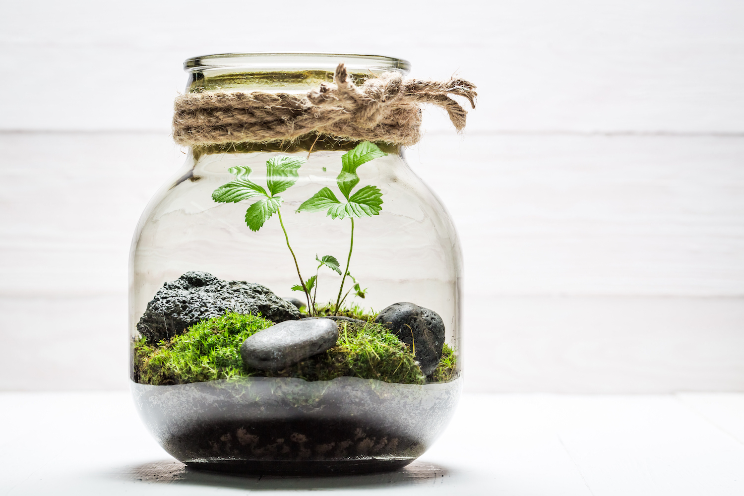 Experiment: Gardens under glass