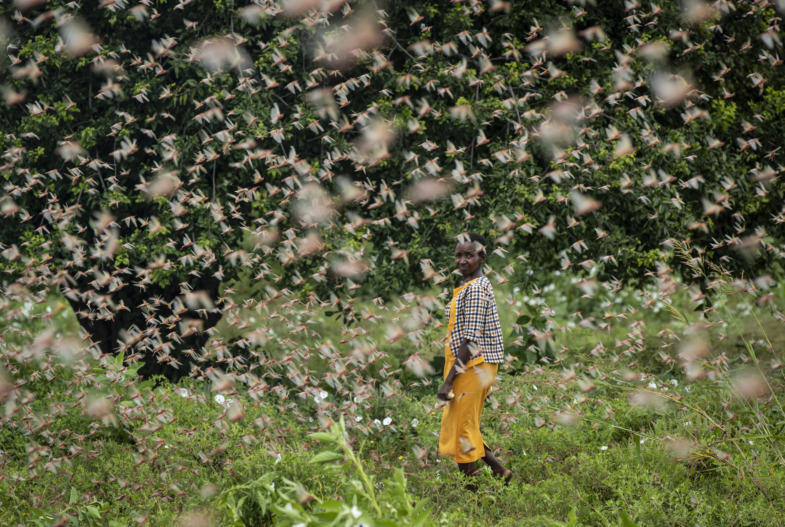 U.N. says Africa's locust outbreak needs $76 million "by, actually, now"