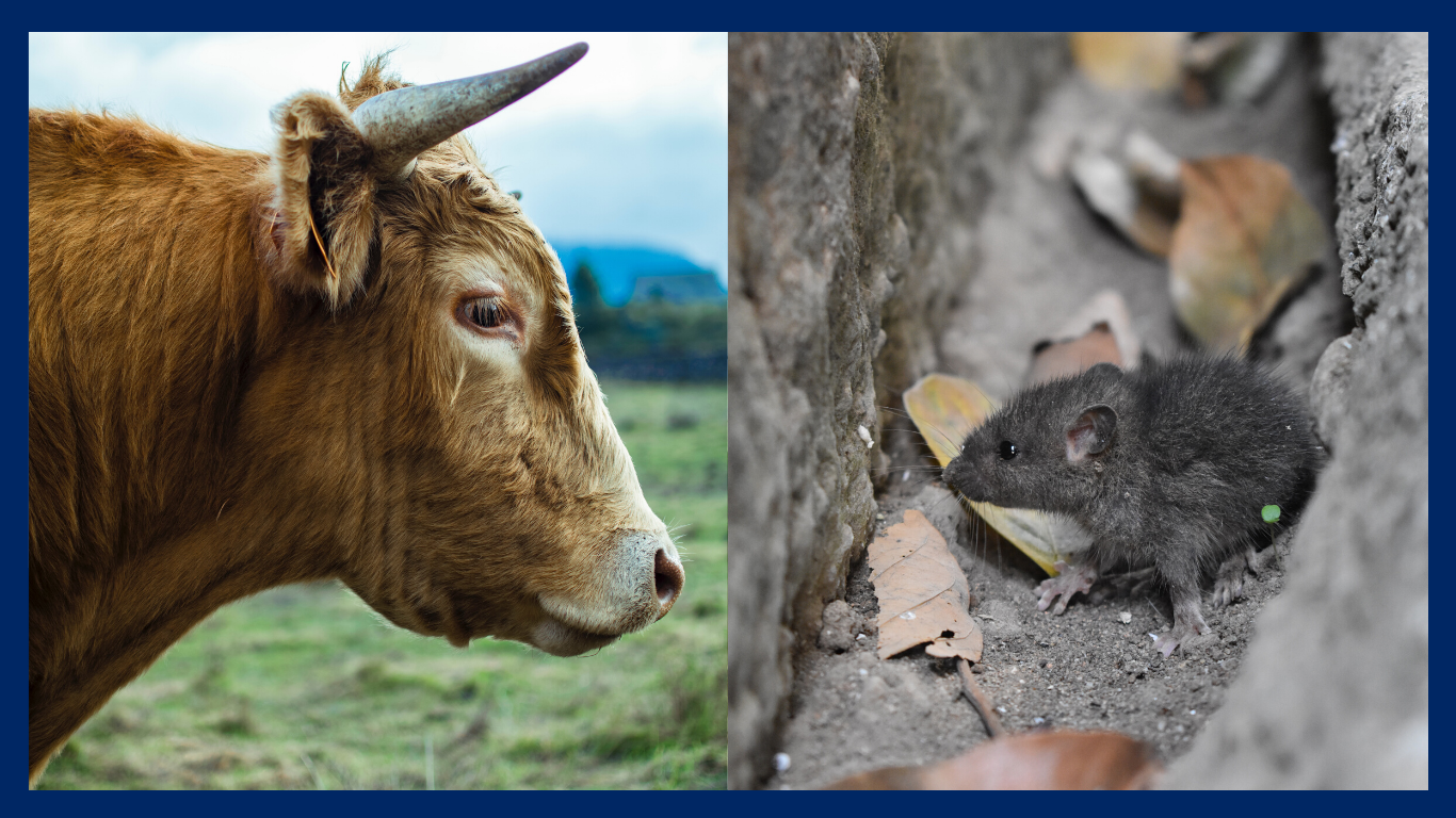 The Mouse and the Bull