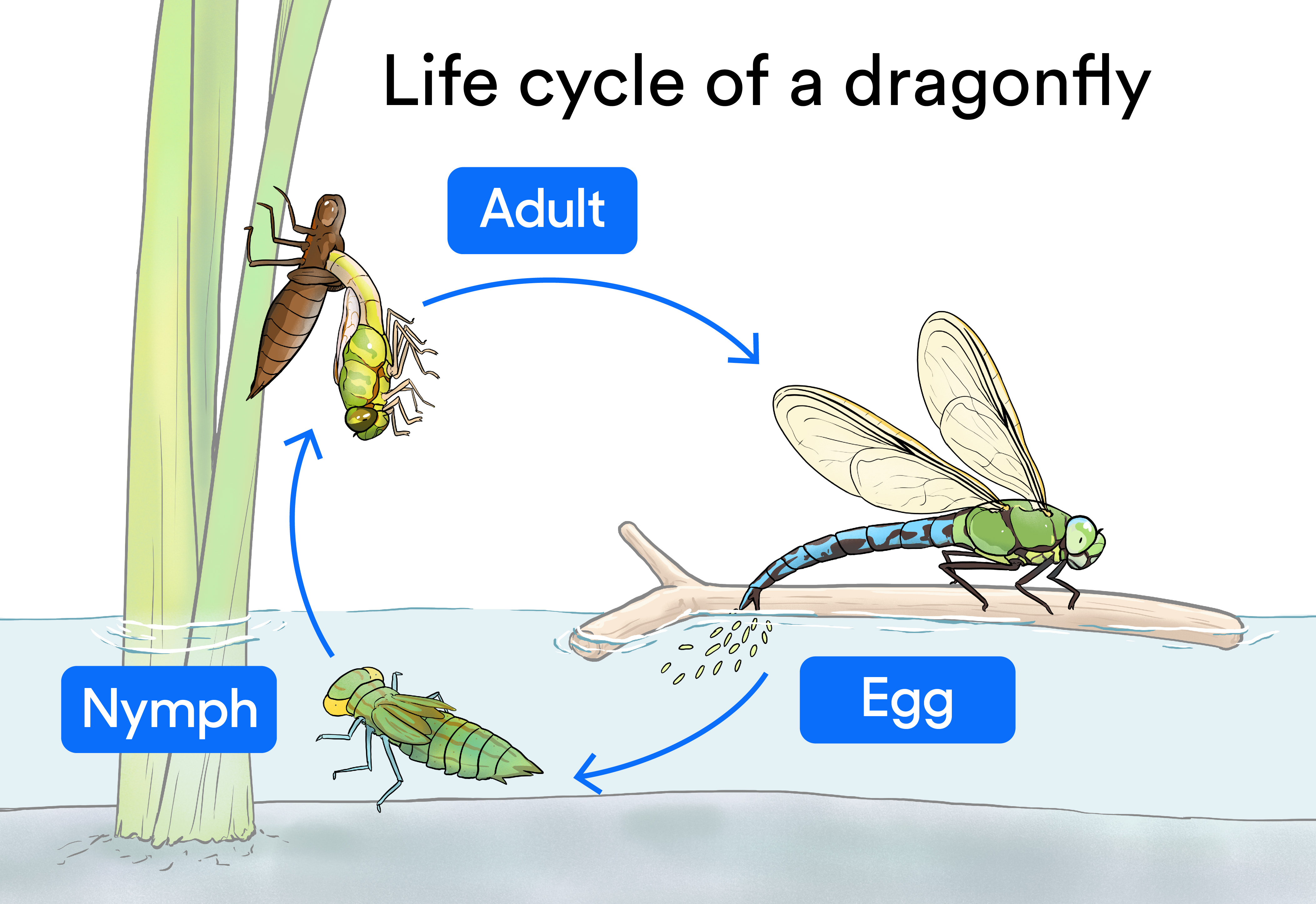 The life cycle of a dragonfly