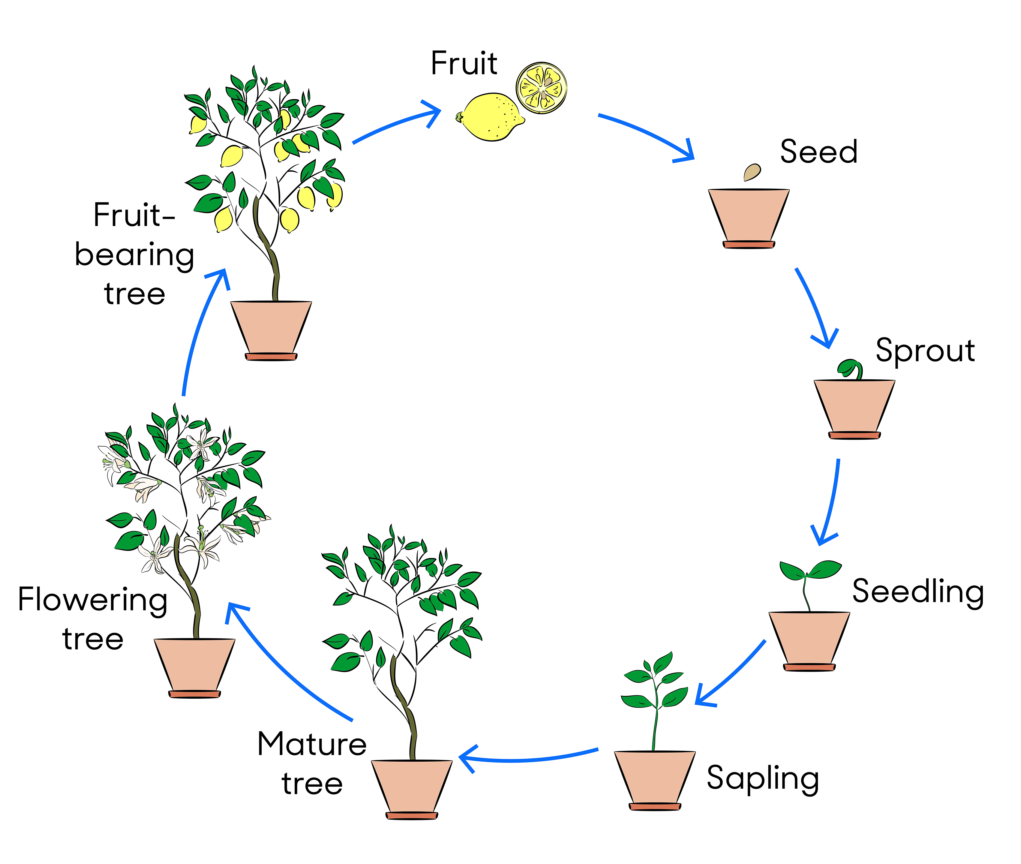 The life cycle of a lemon tree