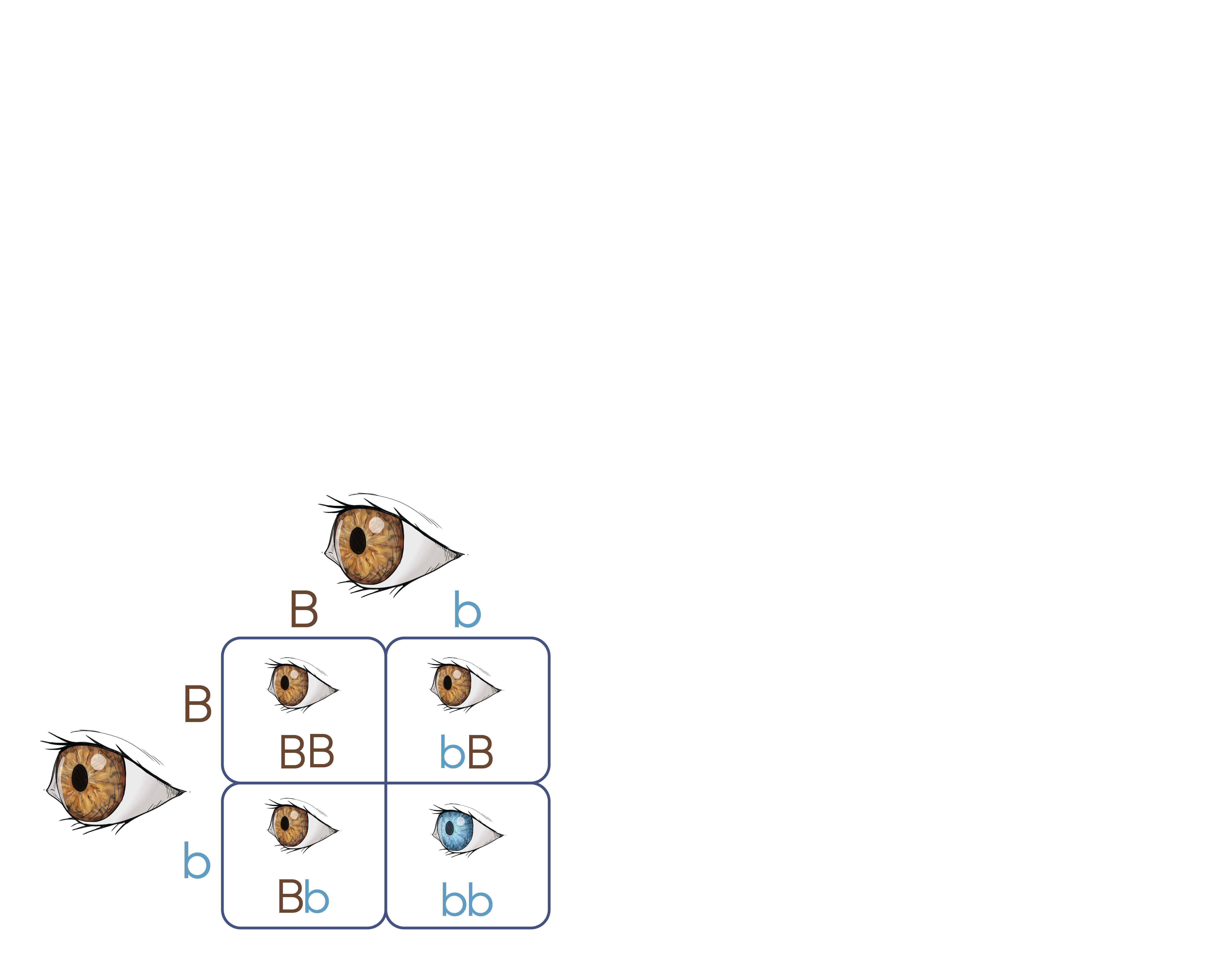 Understanding Punnett squares