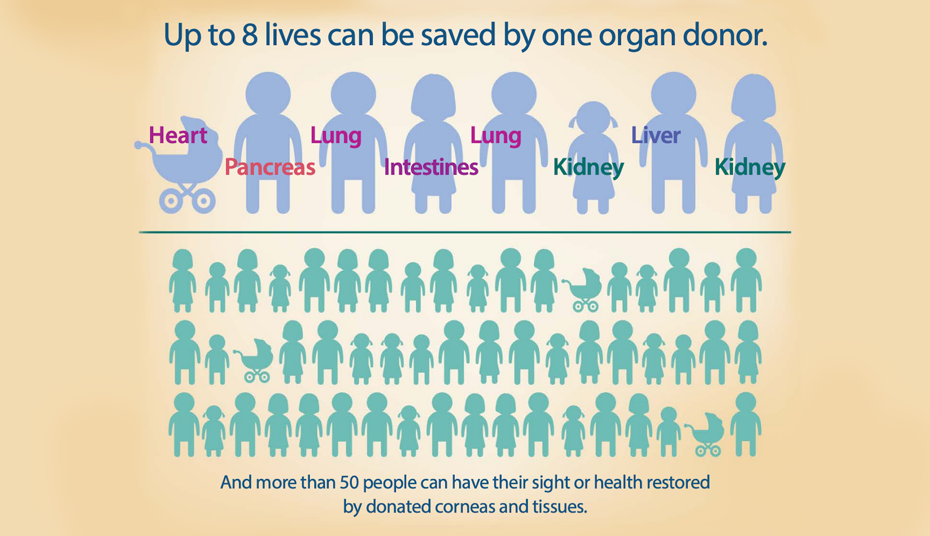 How organ donation works