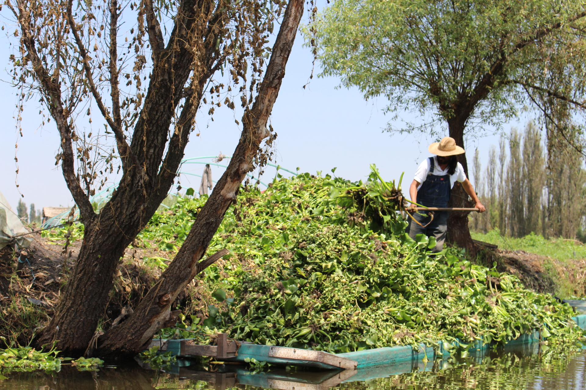 The Aztec chinampa farming system