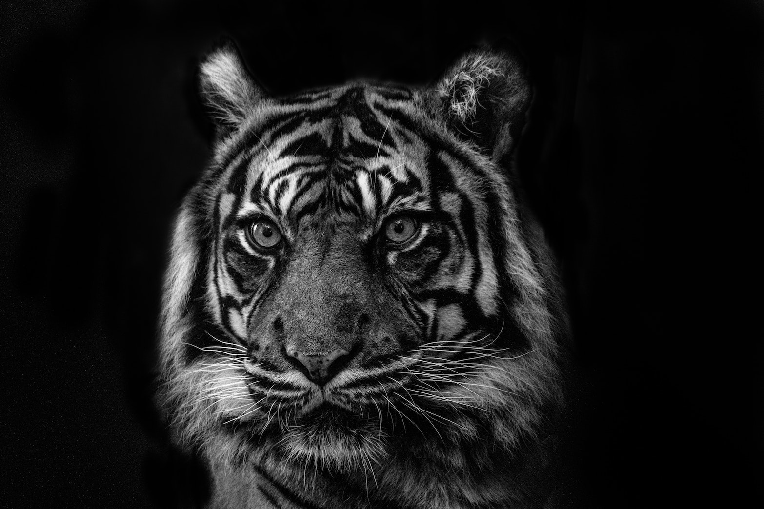 "The Tyger": A poem by William Blake