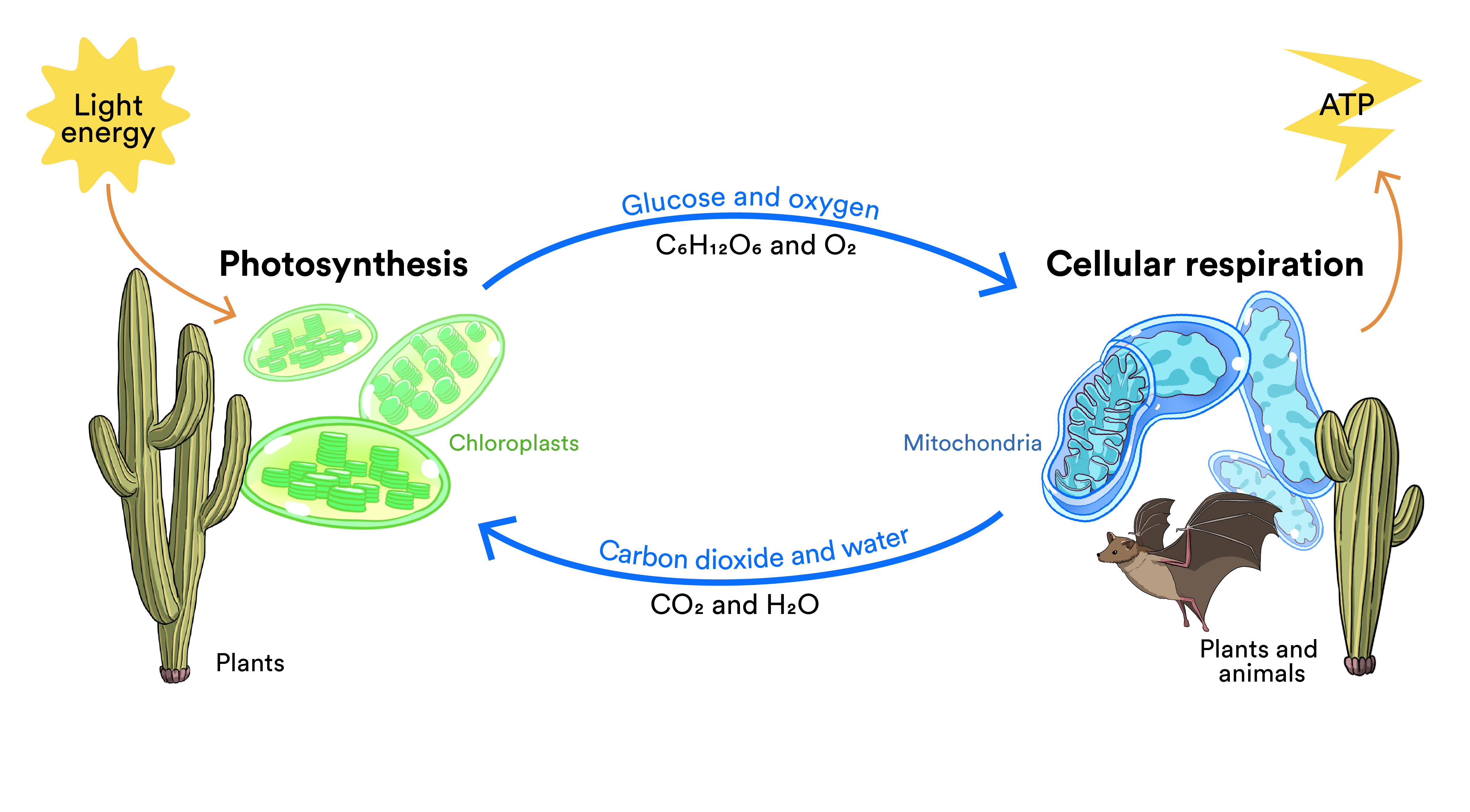 The cycle of photosynthesis and cellular respiration