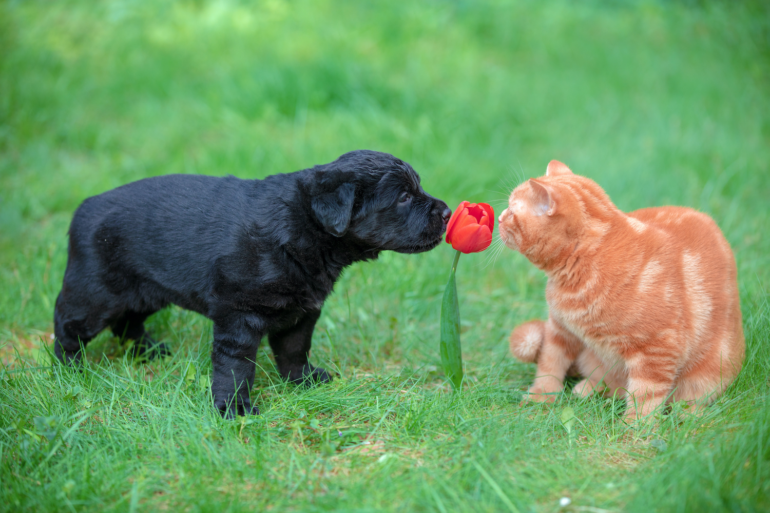 Sensational: How different are animals' senses?