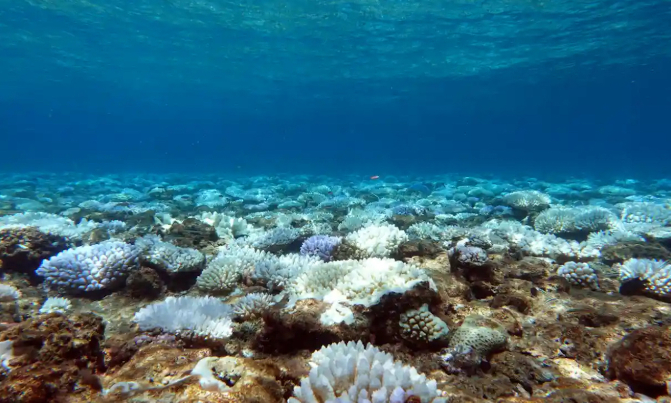 More than half of remote reefs in Coral Sea marine park suffered ...