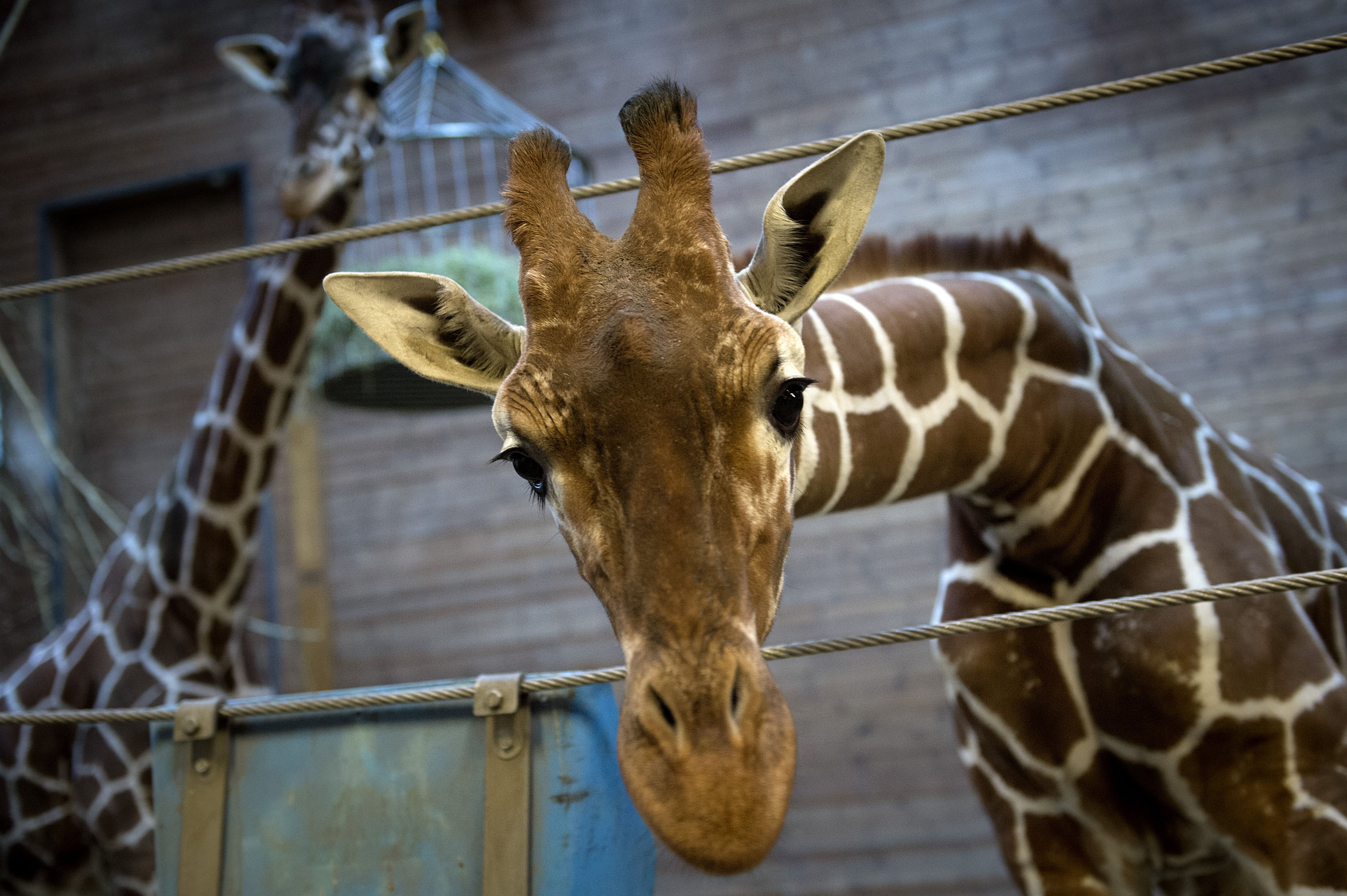 Student Opinion: Zoos should be banned