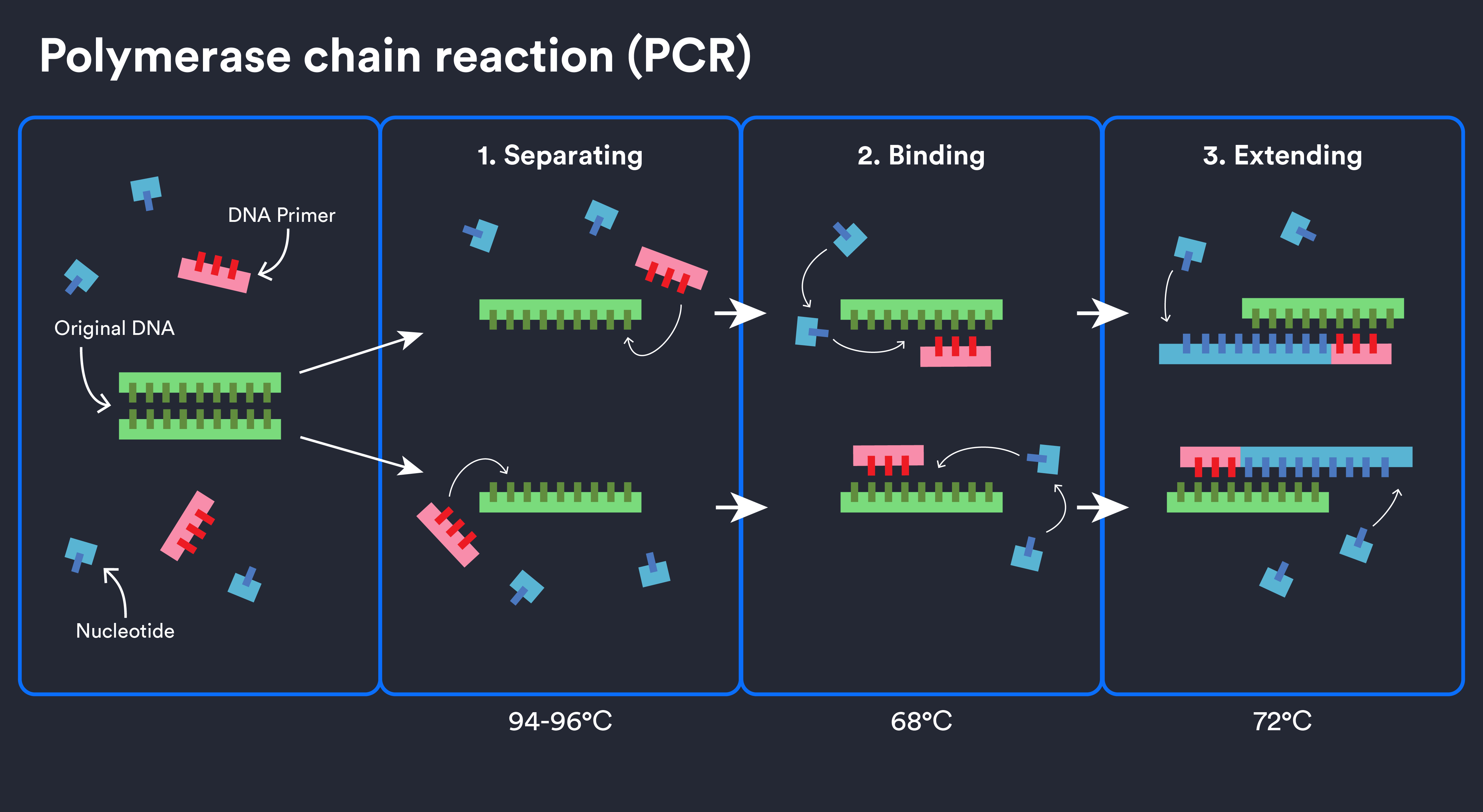 How polymerase chain reaction (PCR) works