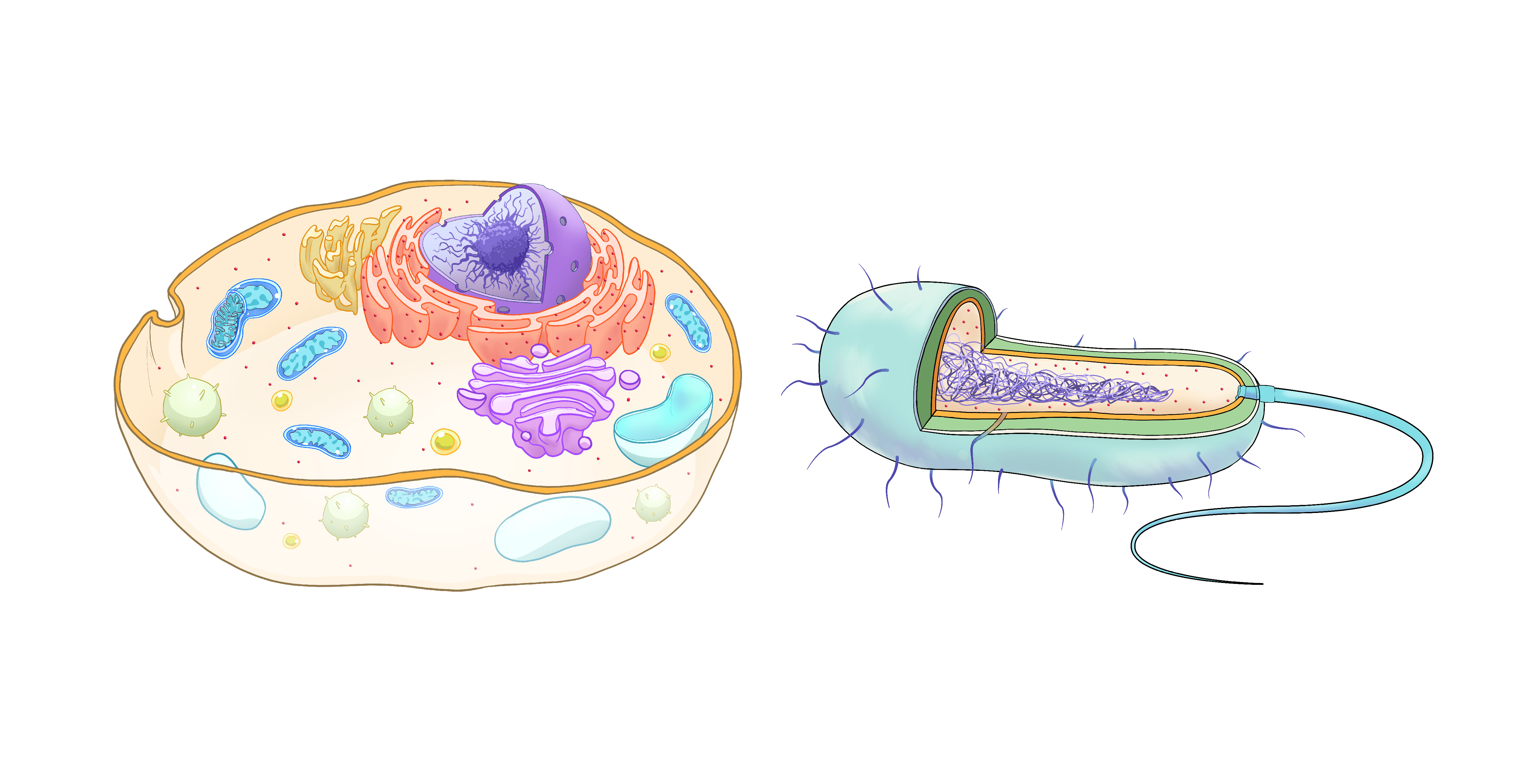 Eukaryotic vs. prokaryotic cells