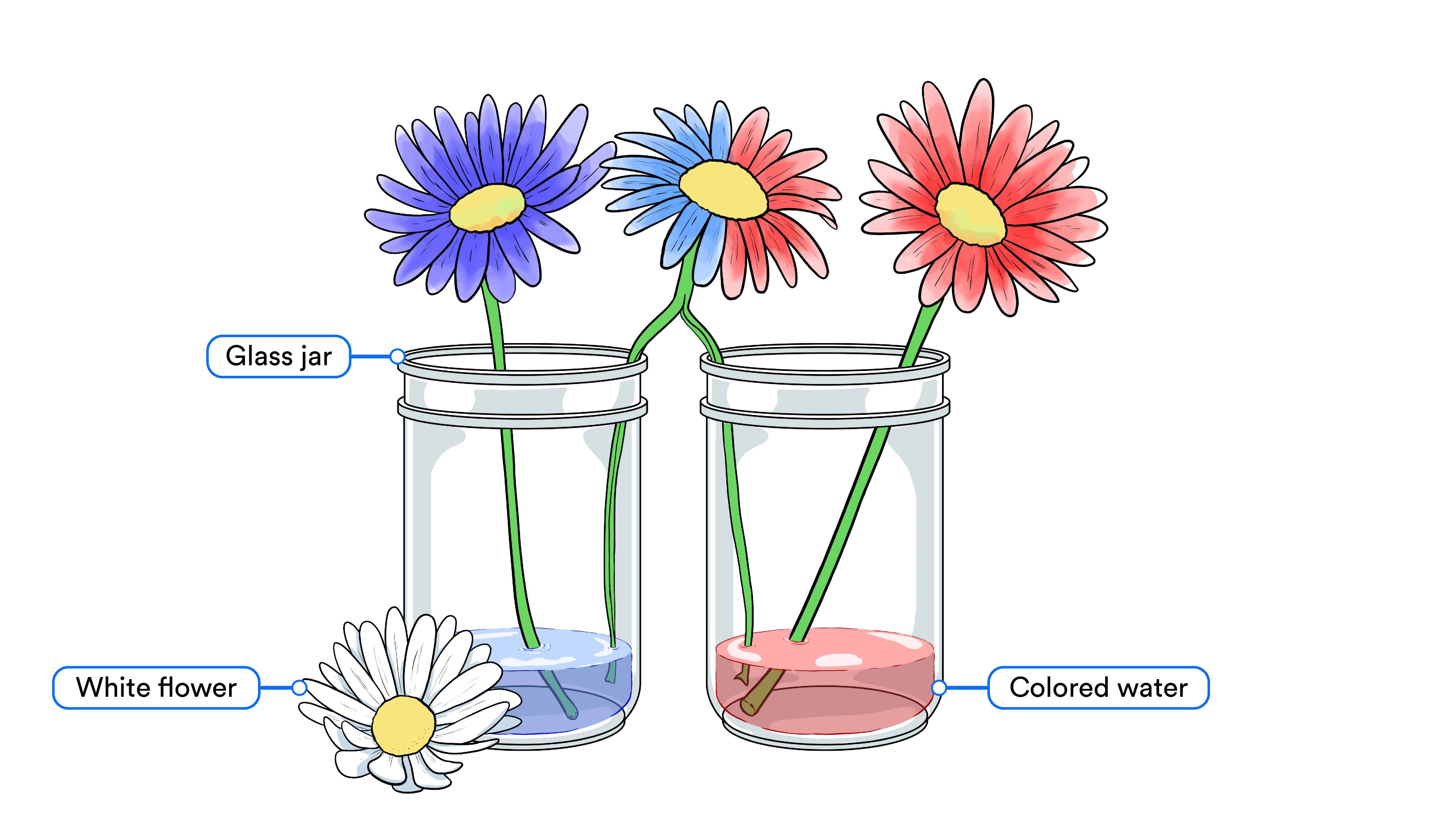Activity: Color your own flowers