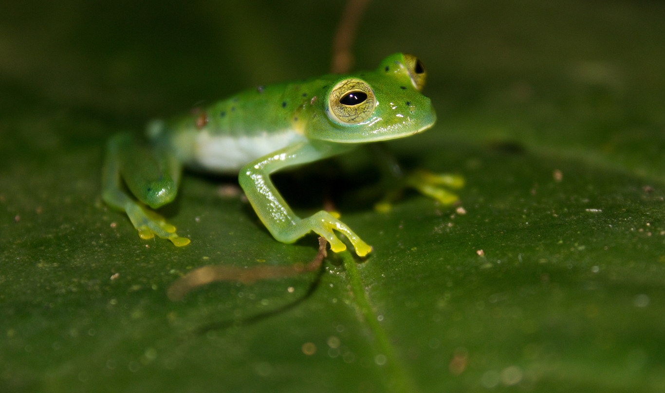 Why glass frogs have see-through skin becomes clear in study