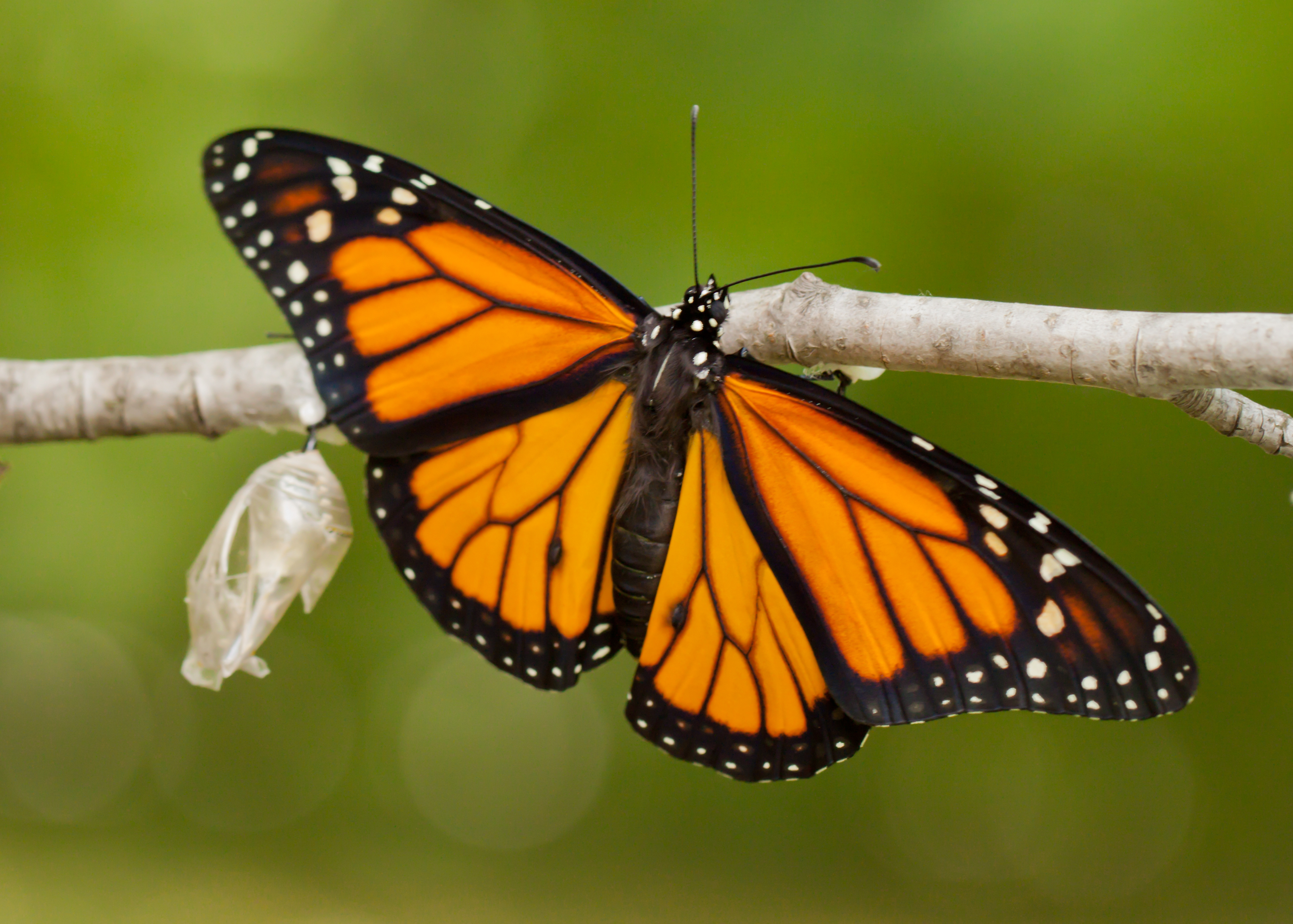 "Monarch Metamorphosis": A poem by Sandi Leibowitz