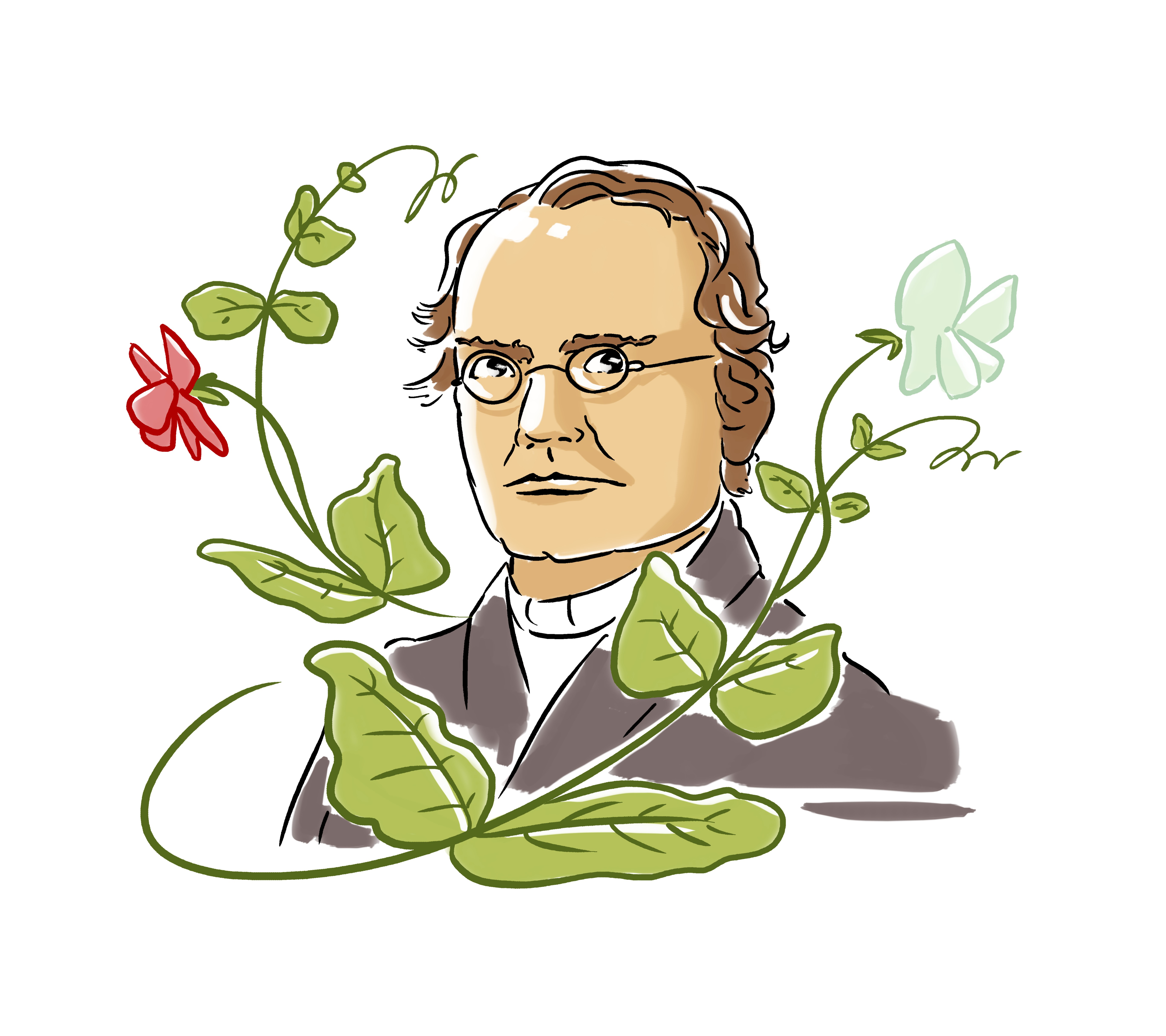 Mendel and the inheritance of traits