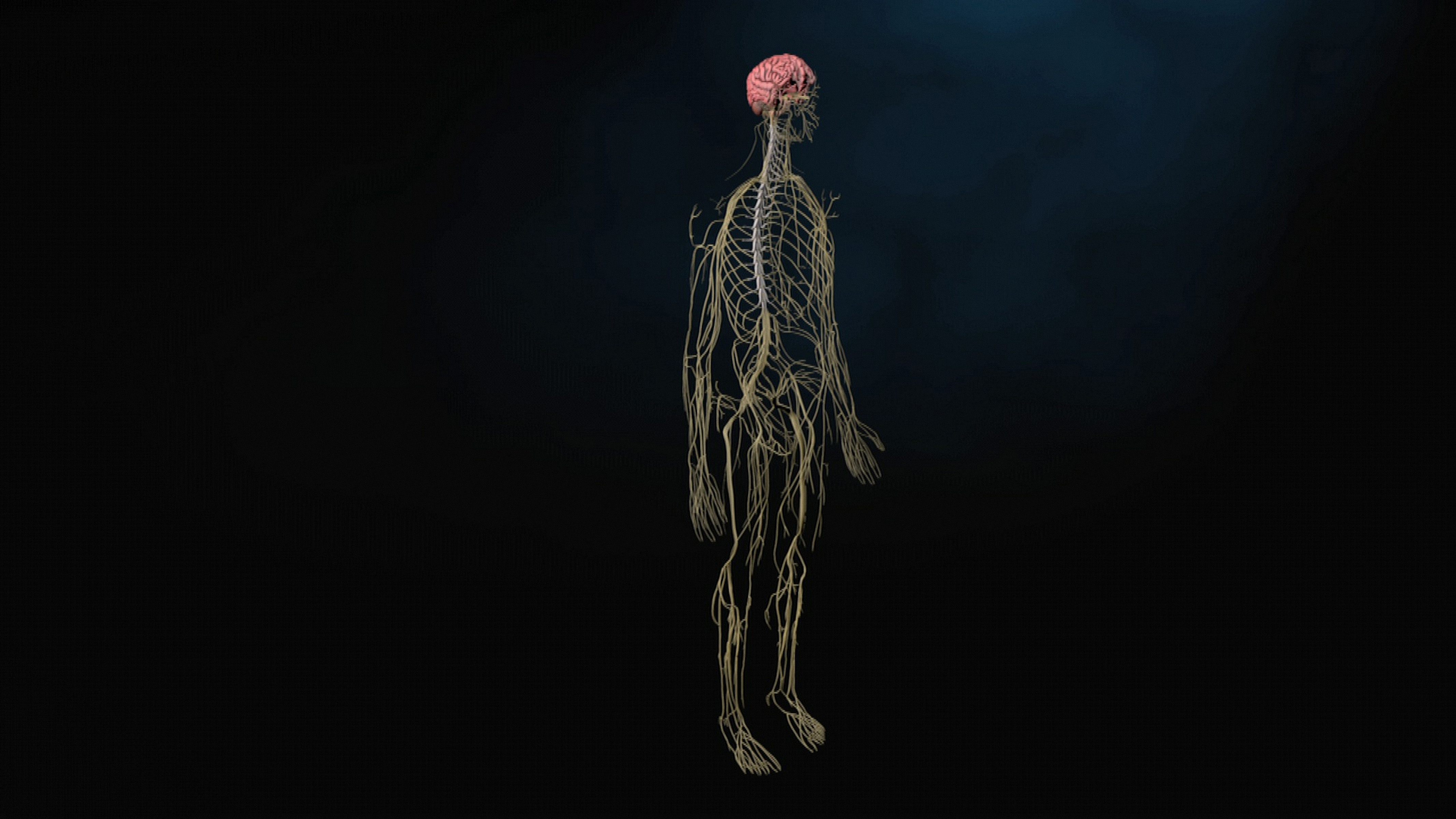 Introduction to the nervous system