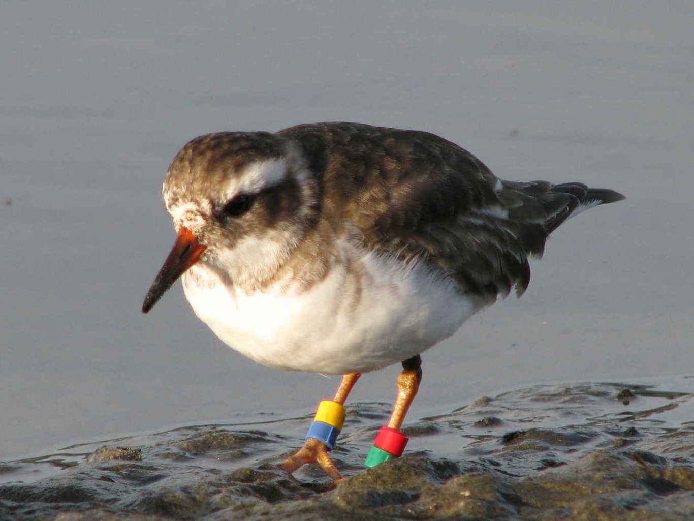 Entire rare bird colony vanishes, baffling New Zealand scientists