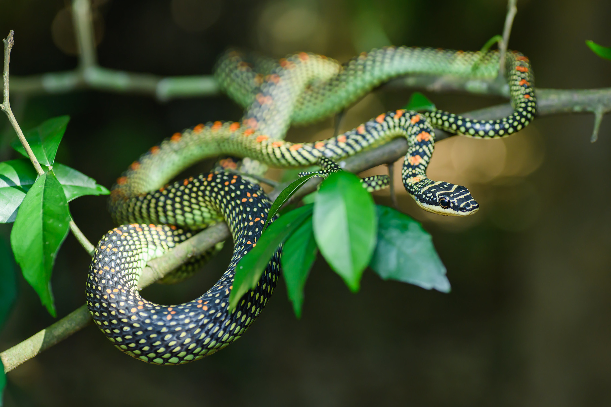 Flying snakes wriggle their way through the air