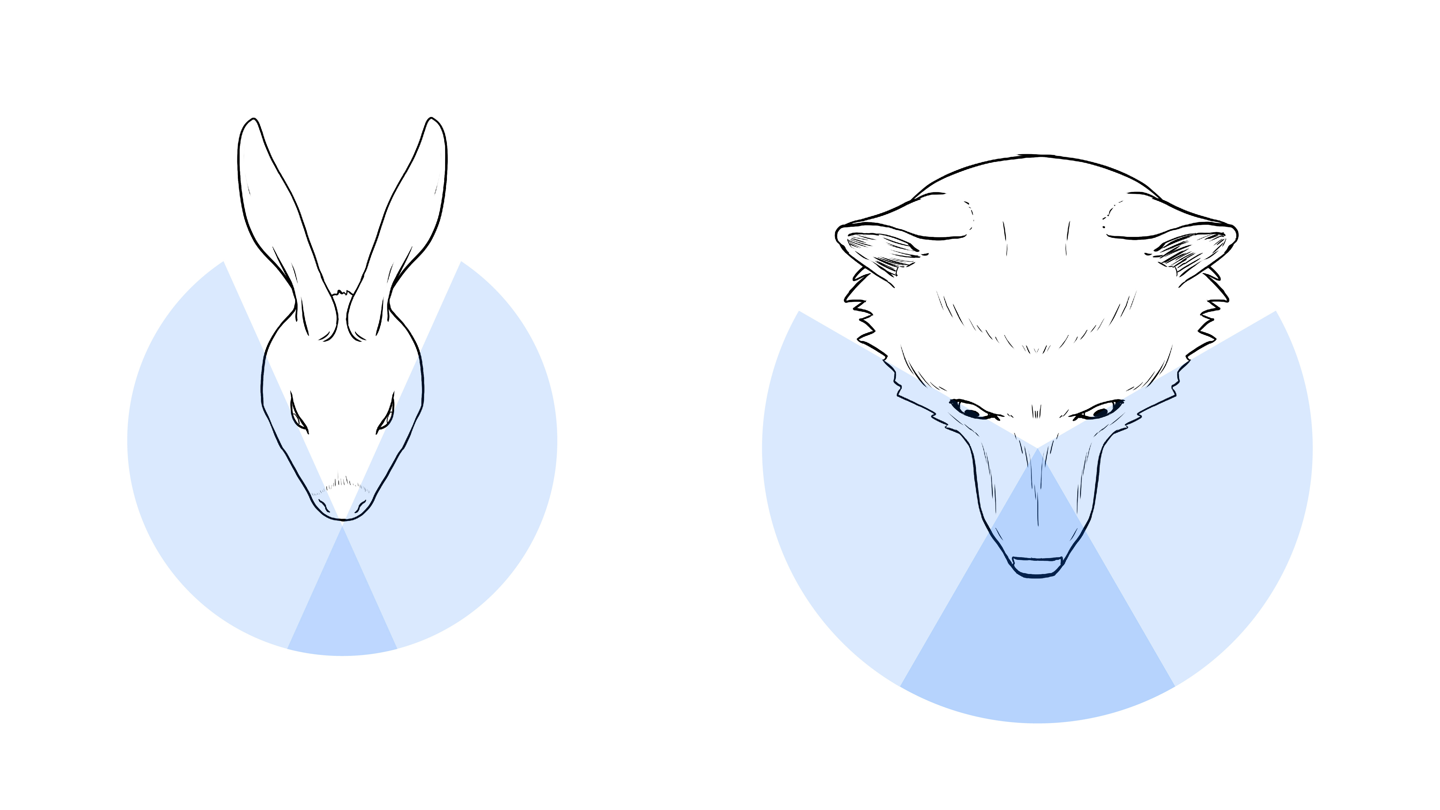 Prey and predator eyes