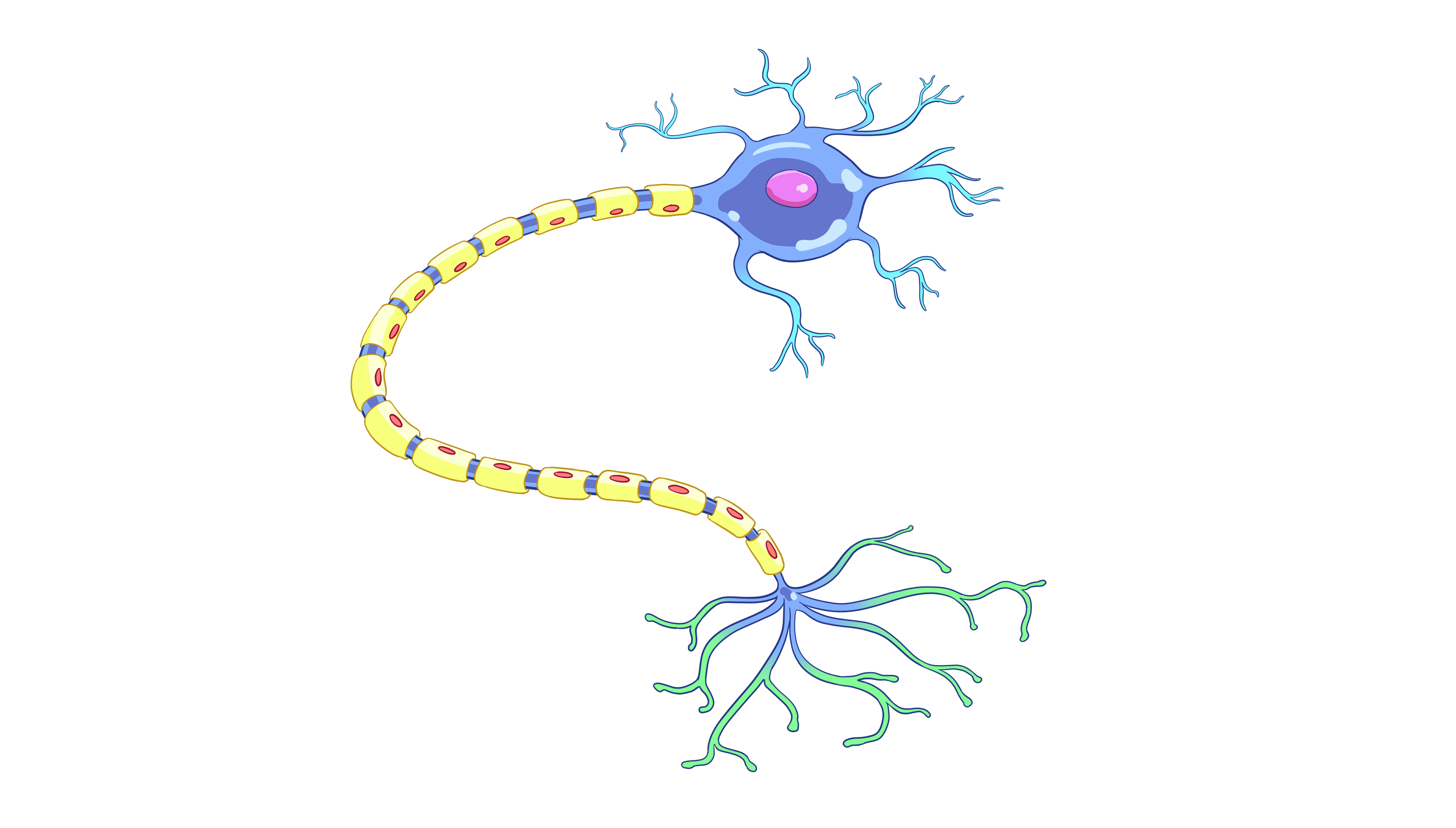 What Are Nerve Cells 