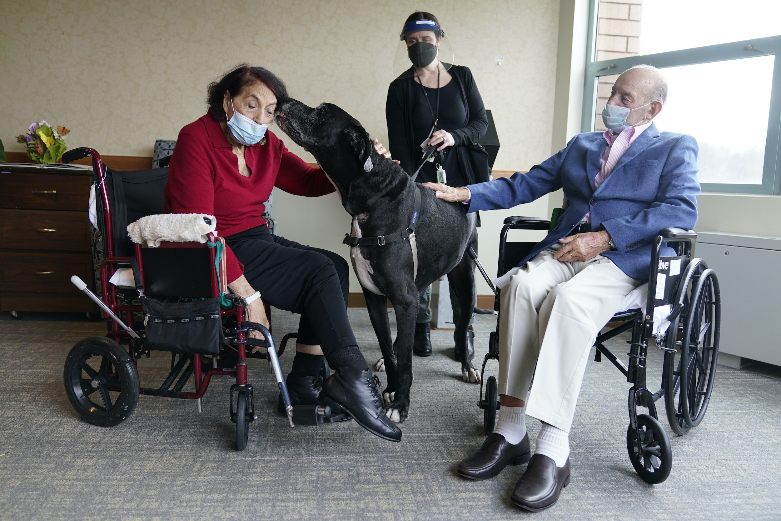 Dogs ease pandemic isolation for nursing home residents