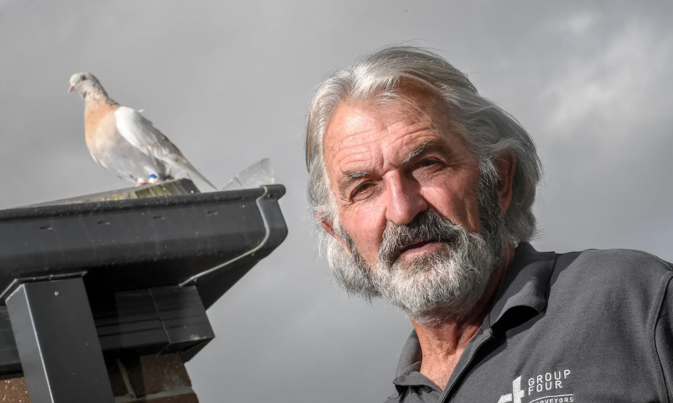 How Joe the pigeon won hearts globally