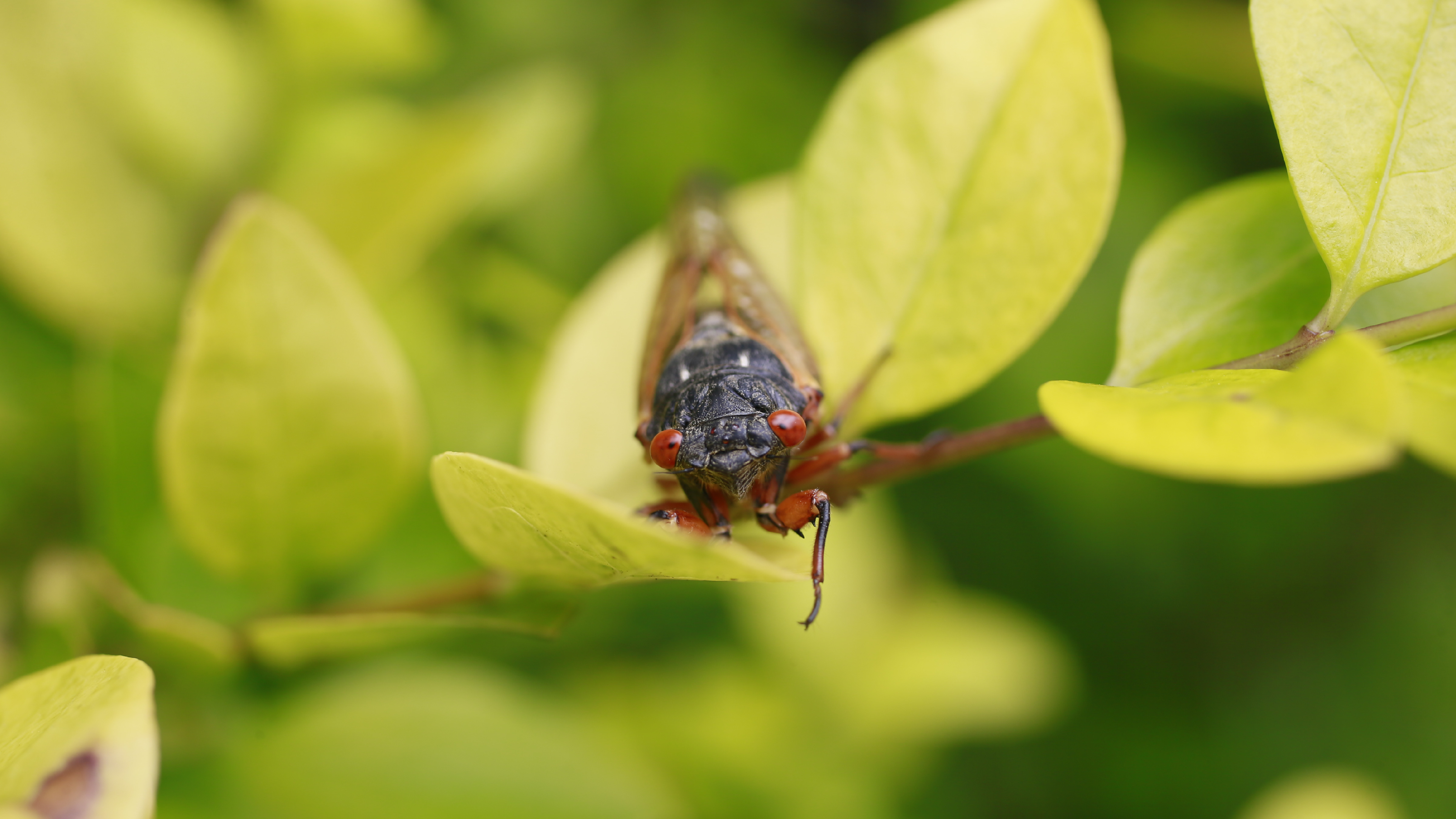 Brood X: Why cicadas set to emerge after 17 years have an ominous name
