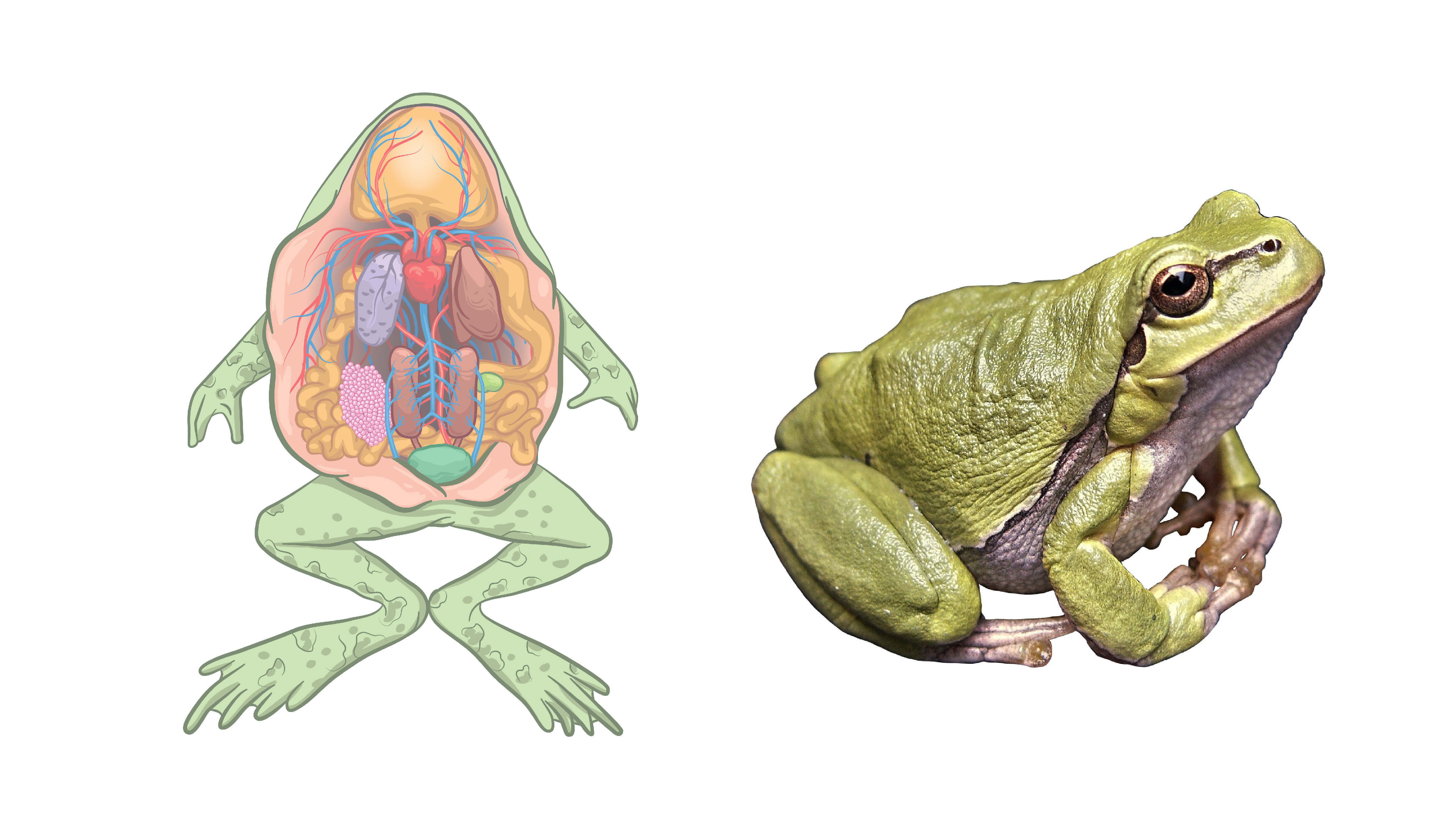 Frog anatomy
