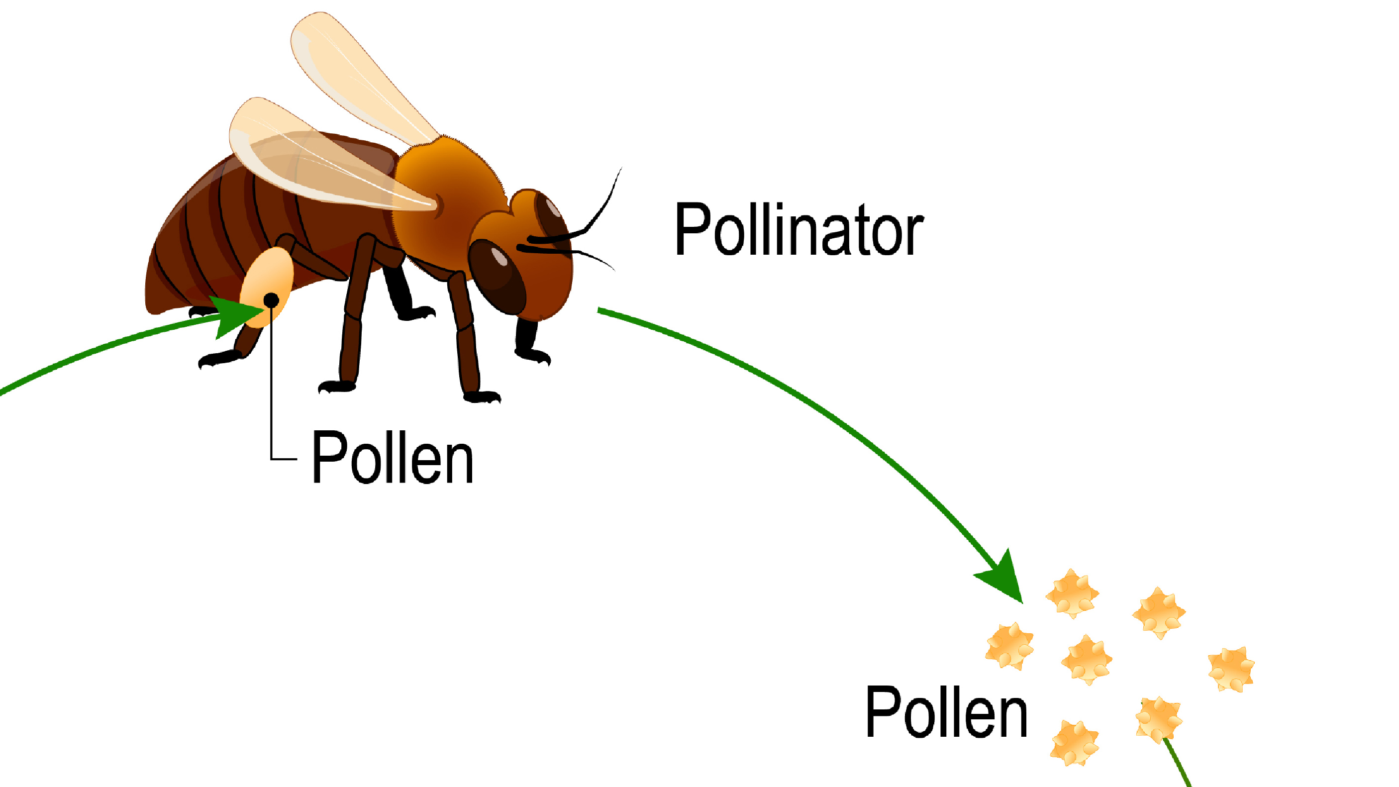 The process of pollination