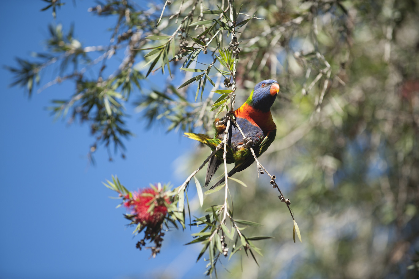World is home to 50B birds, 