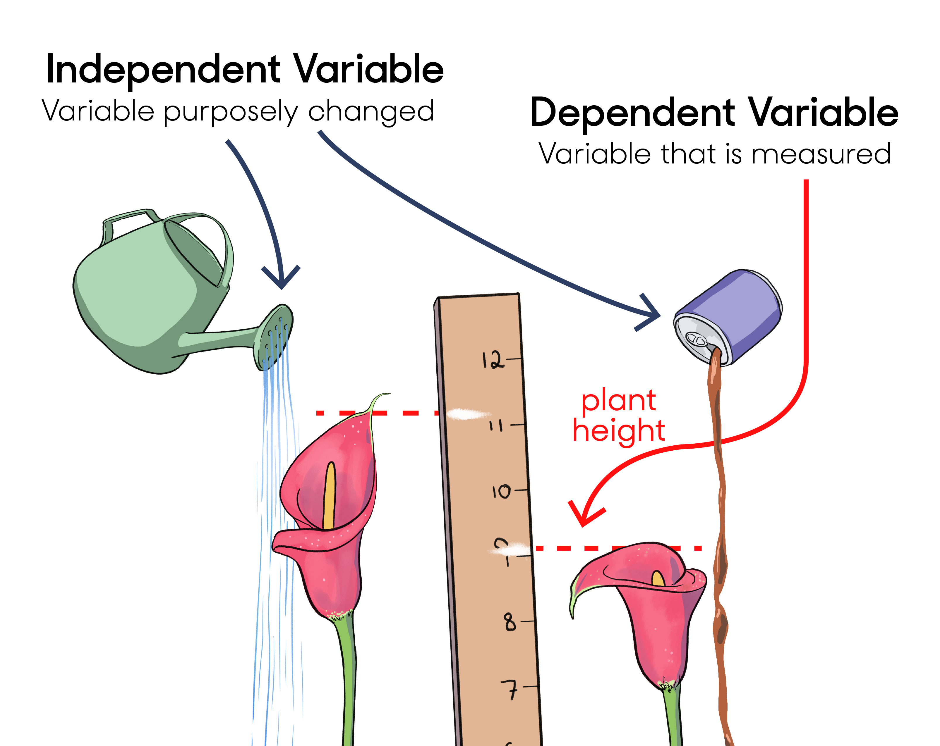 The types of variables